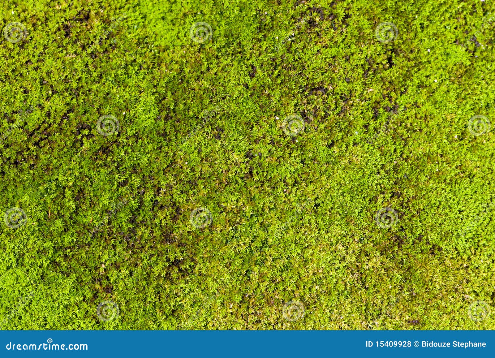 Moss background stock photo. Image of moss, textured - 15409928