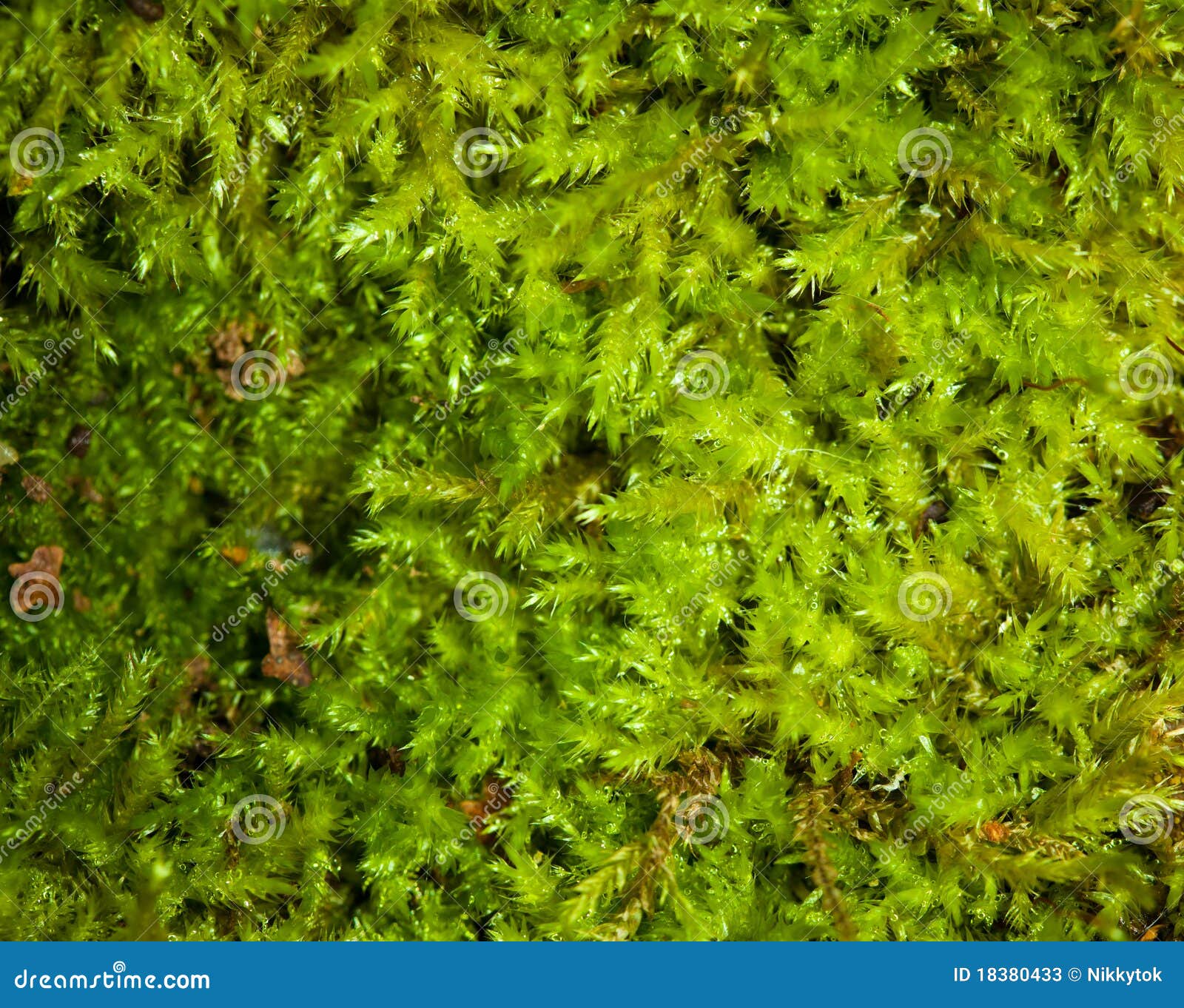 Moss Background And Flower Stock Photo | CartoonDealer.com #59491254