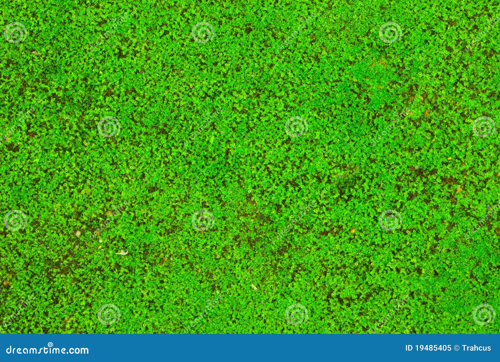 Moss background stock image. Image of moist, moss, grow - 19485405