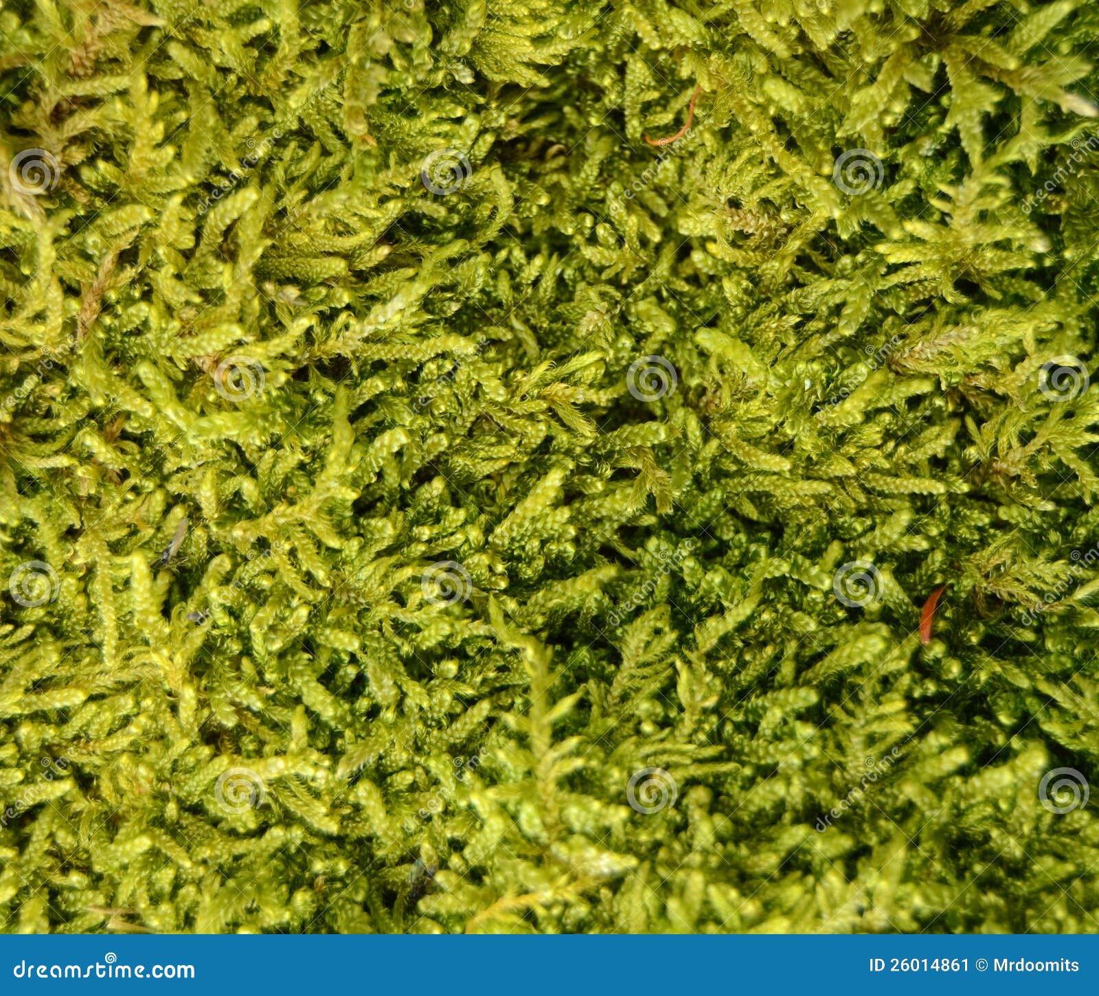 Moss Background stock image. Image of fall, closeup, mosses - 26014861