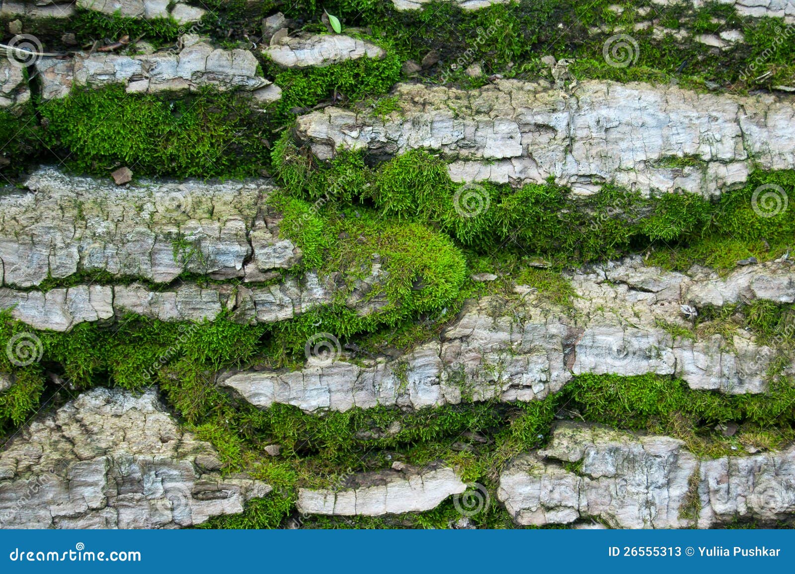 Moss background stock image. Image of material, environment - 26555313