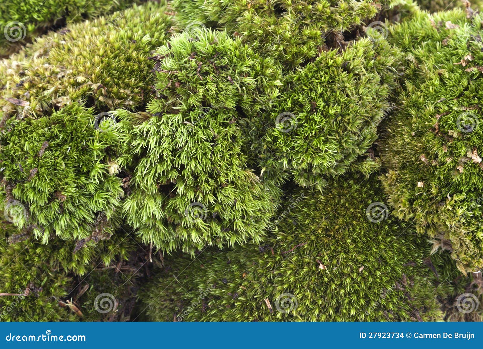 Moss background stock photo. Image of background, growth - 27923734