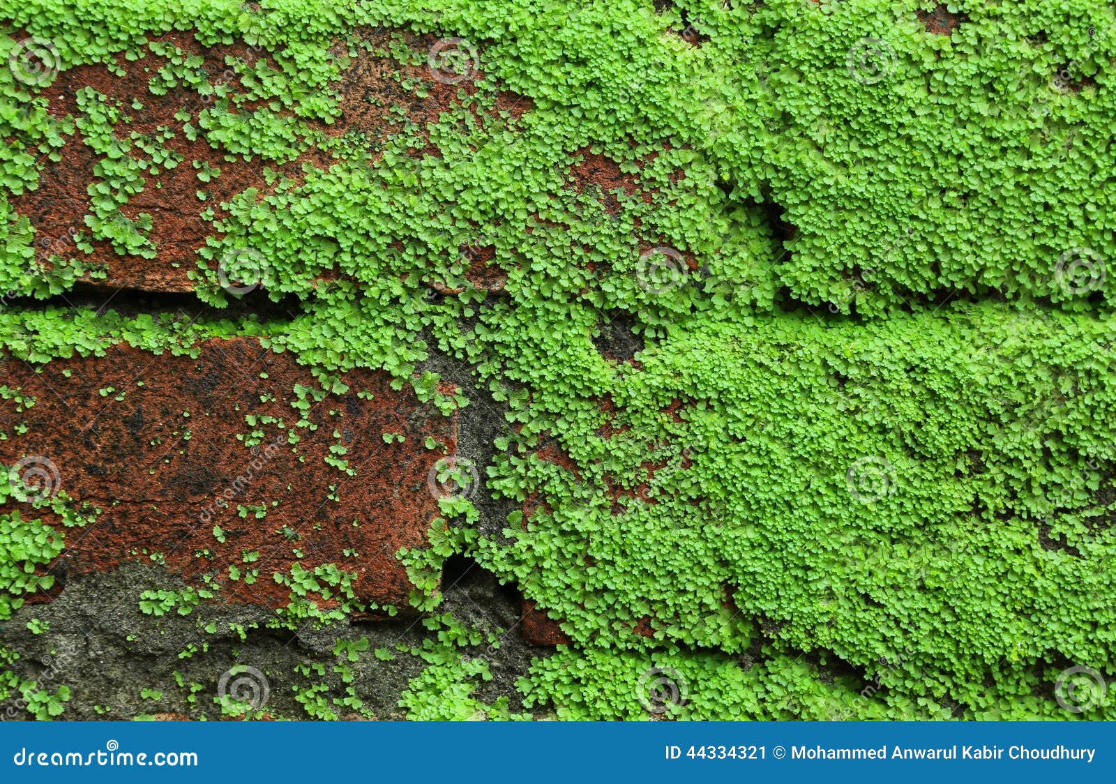 Moss background stock image. Image of abstract, closeup - 44334321