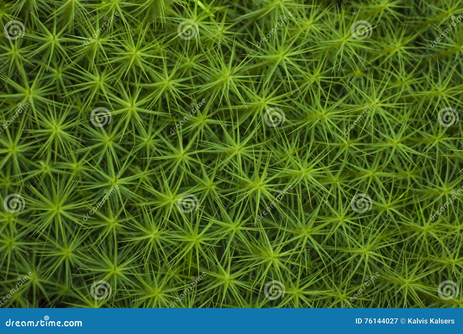 Moss background stock image. Image of colour, clean, green - 76144027