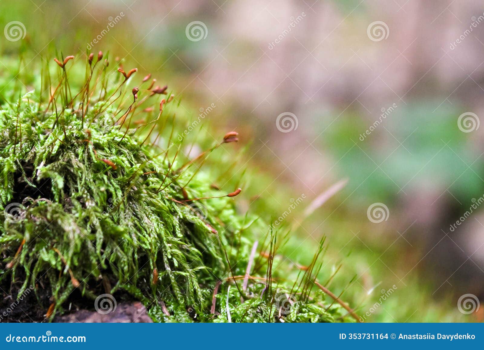 Moss Background, Green Moss Background, Green Background, Moss ...