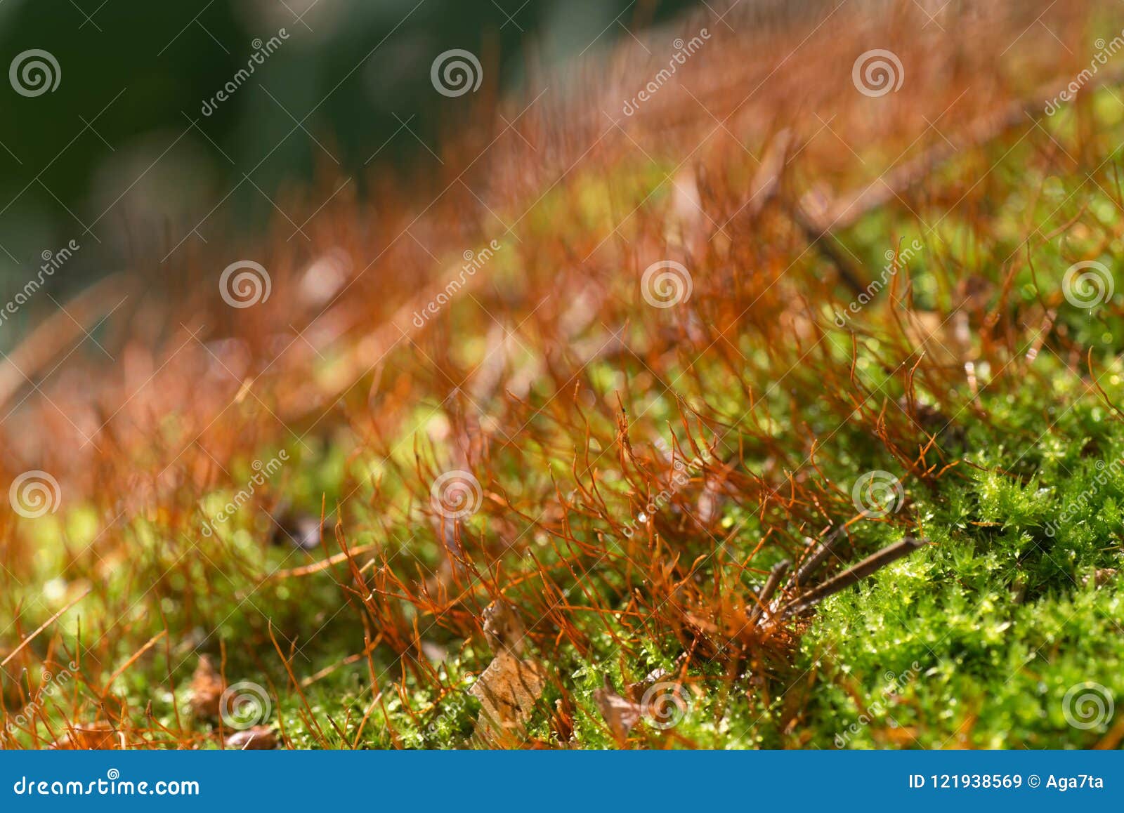 Moss background macro stock image. Image of moisture - 121938569