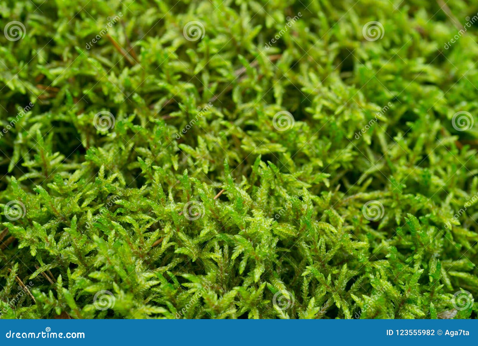 Moss Background Texture Macro Stock Photo - Image of macro, closeup ...