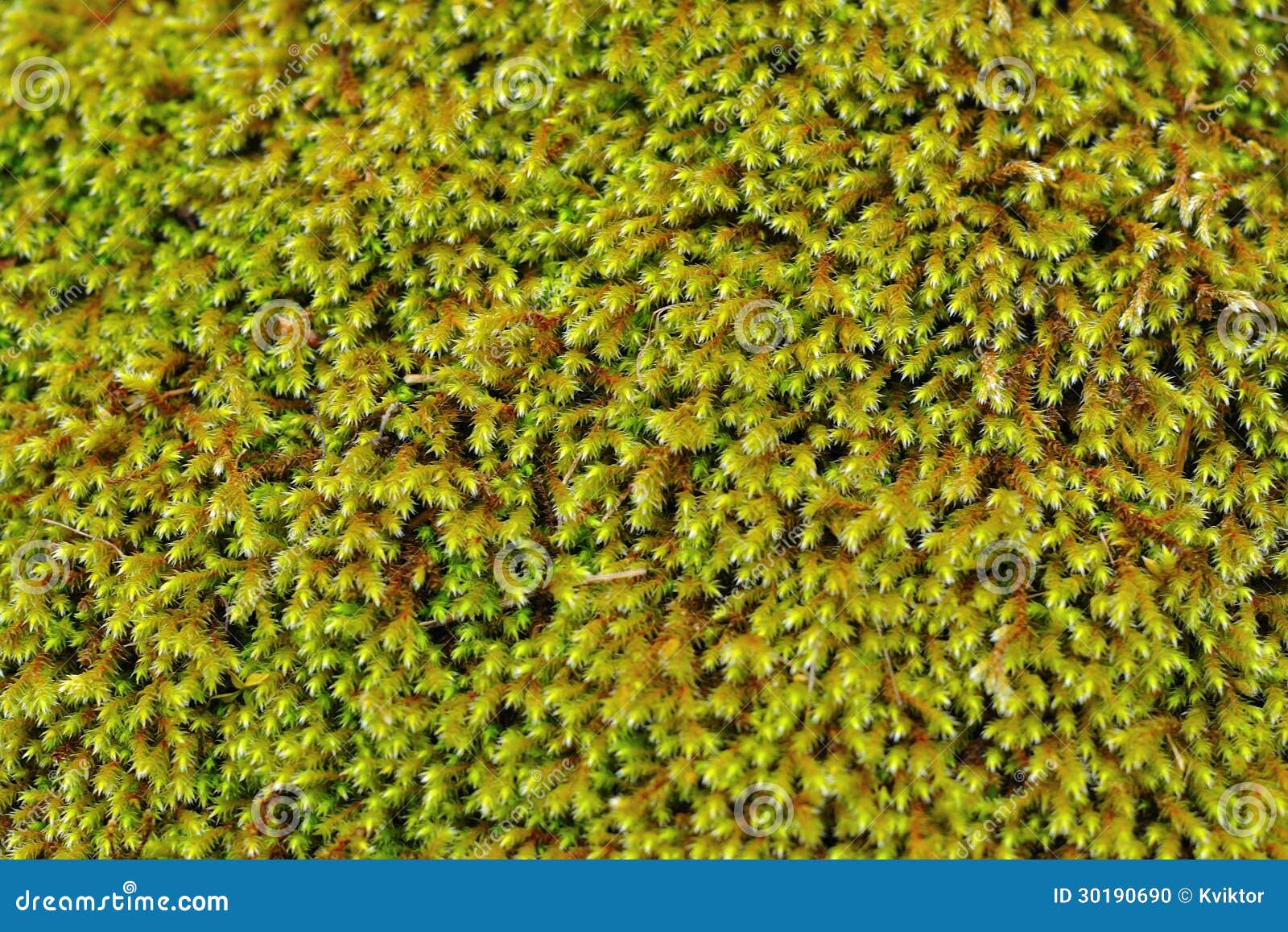 Green moss background stock photo. Image of area, grass - 30190690