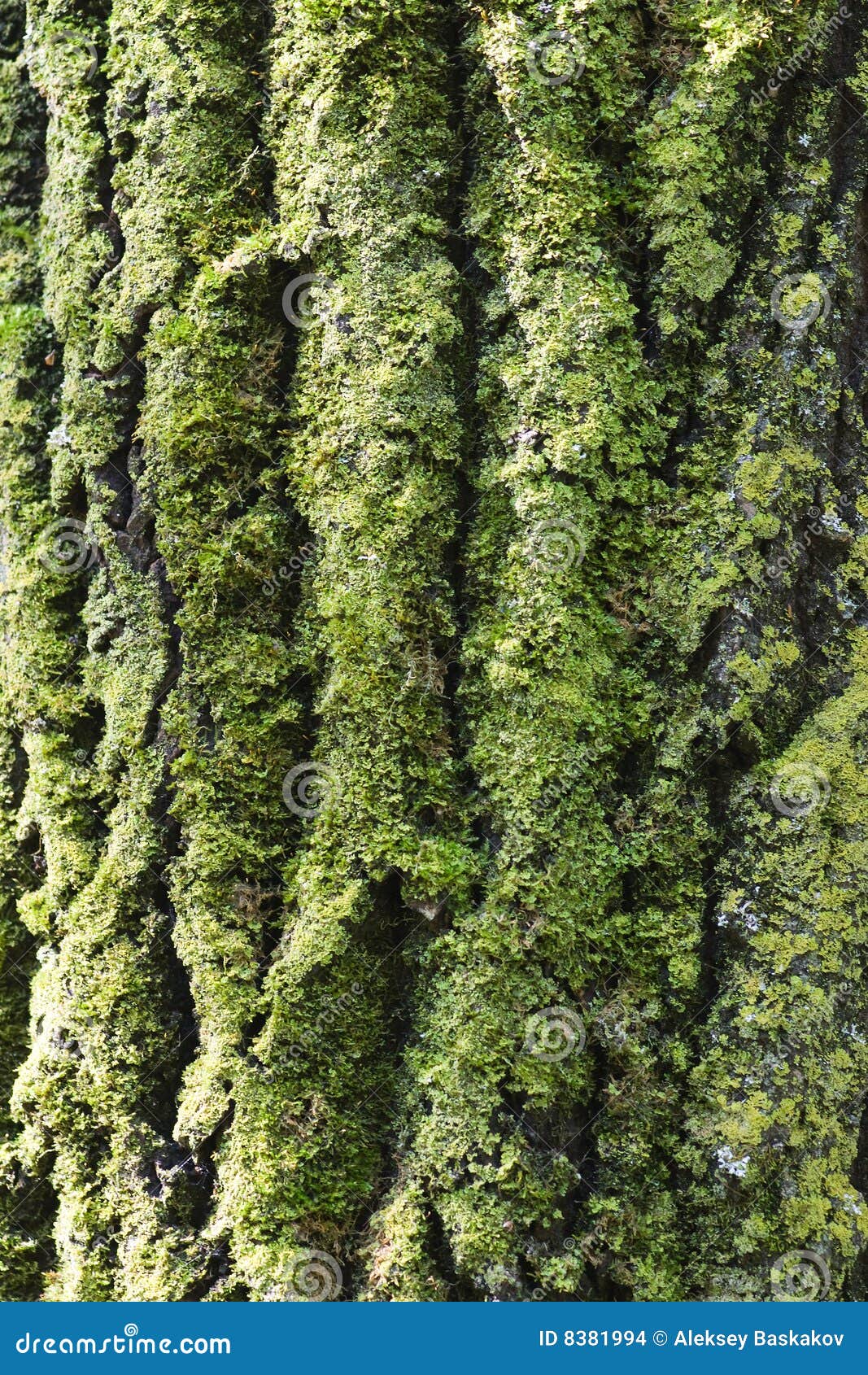 Moss on bark stock photo. Image of north, green, lichen - 8381994