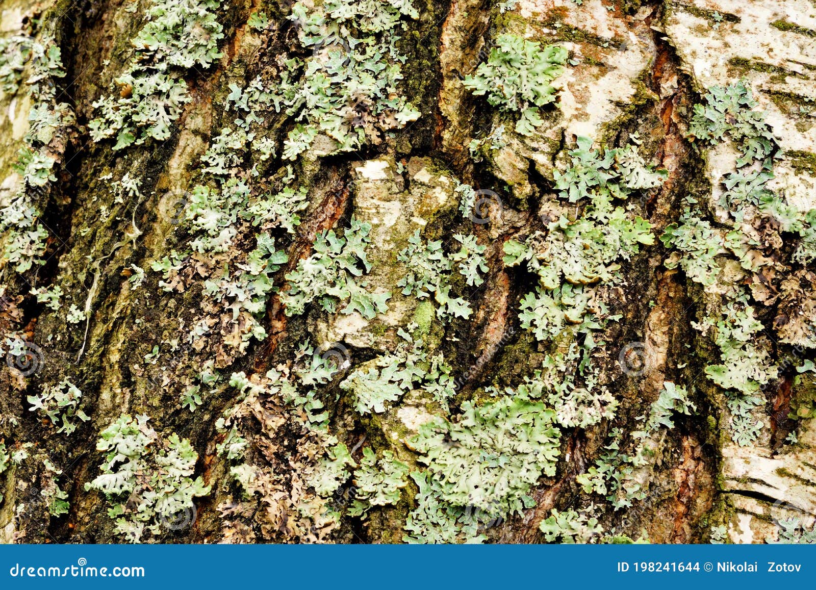 Moss on the Bark of a Birch Tree, a Natural Background for Writing a ...