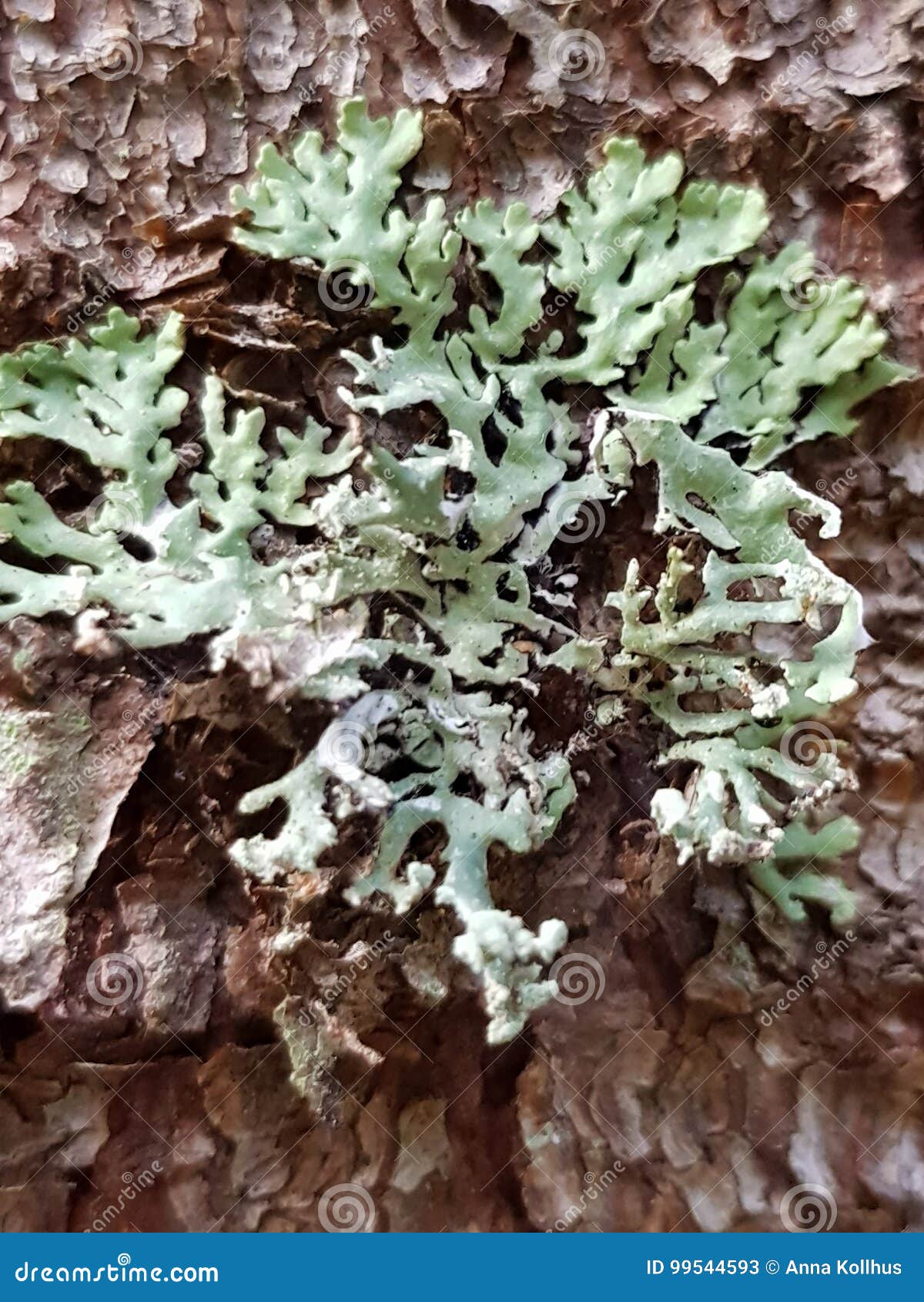 Moss on bark stock image. Image of tree, bark, moss, trunk - 99544593