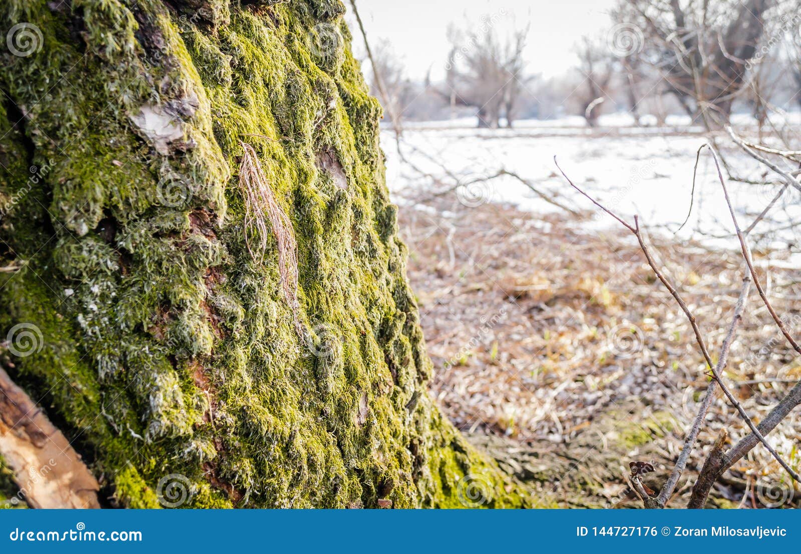 Moss on the tree bark stock photo. Image of leaves, landscape - 144727176
