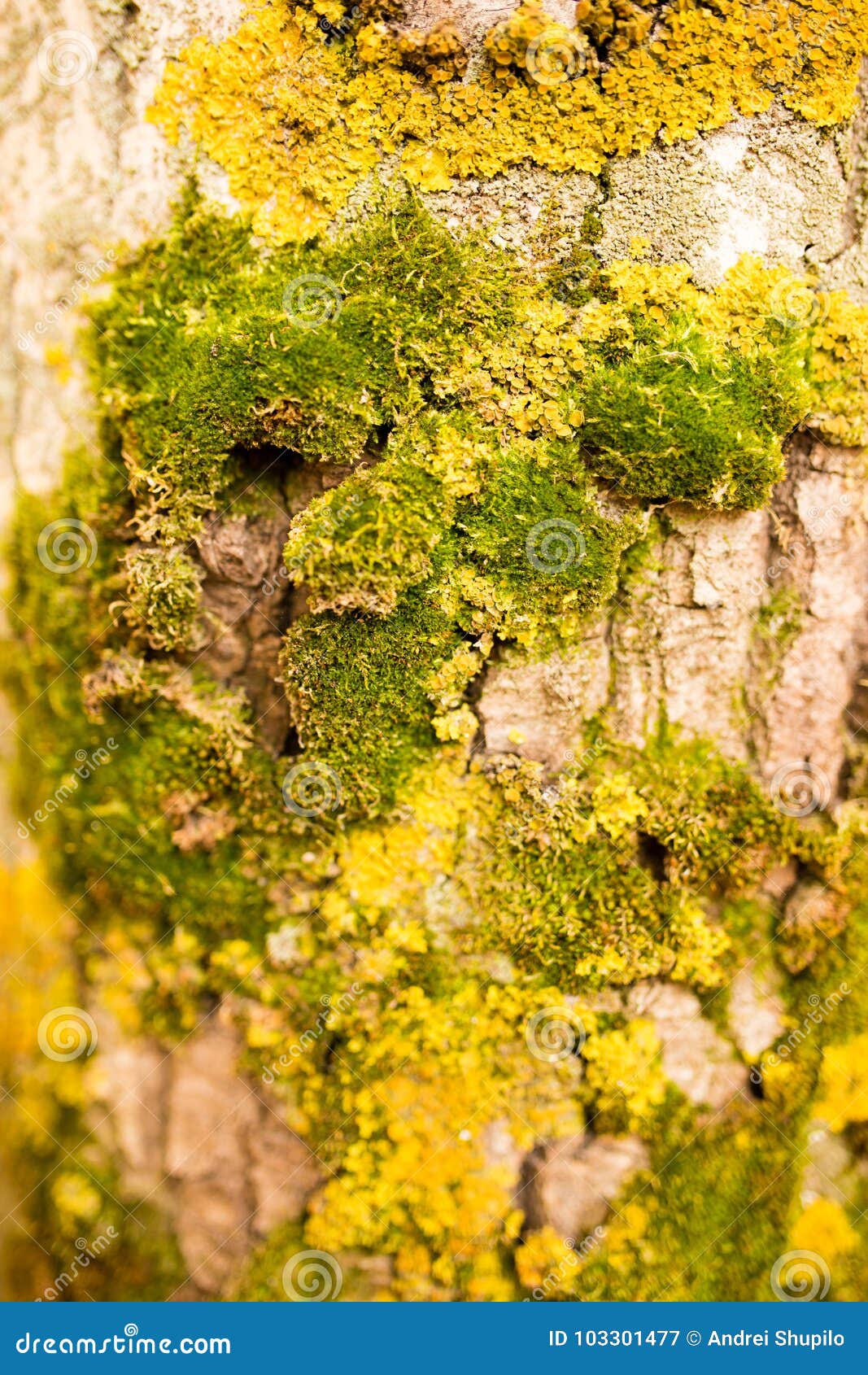 Moss on the bark of a tree stock image. Image of outdoor - 103301477