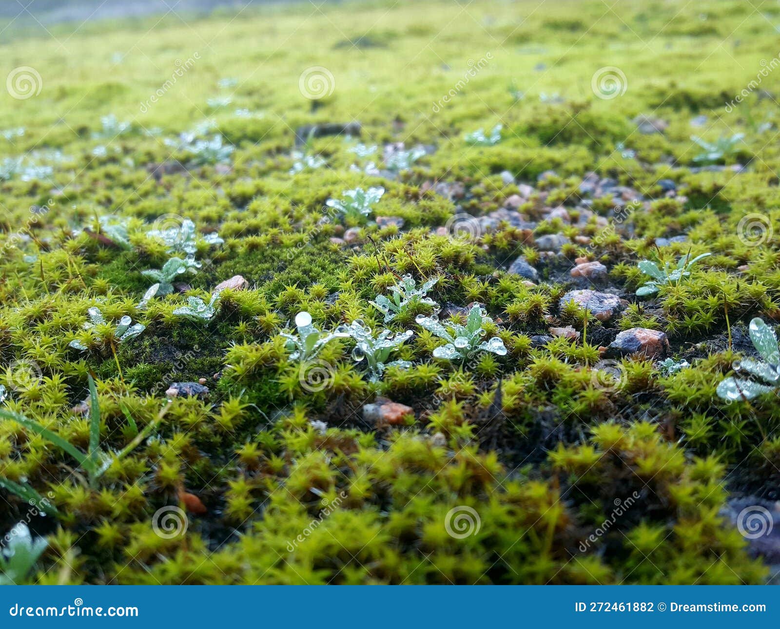 Moss stock photo. Image of meadow, garden, wildlife - 272461882