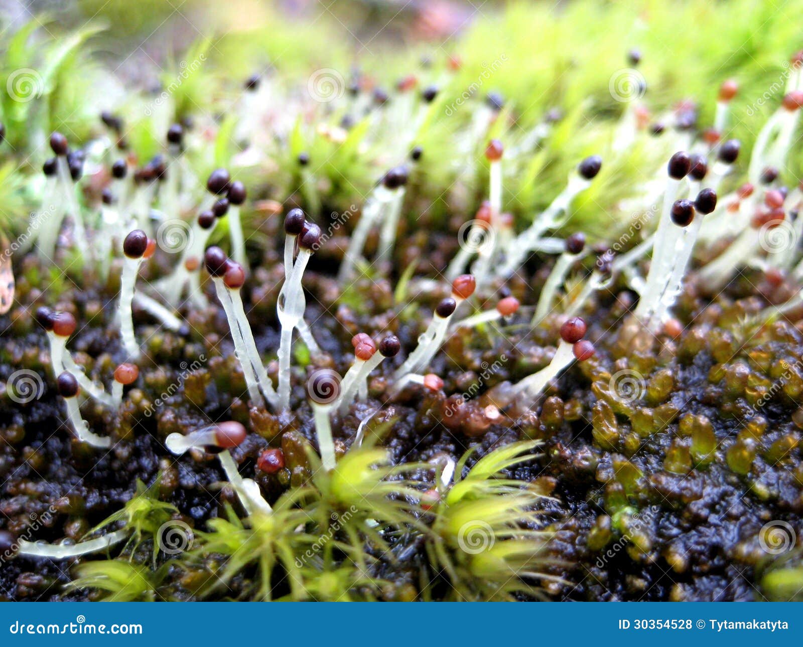 Moss stock photo. Image of head, spring, earth, moss - 30354528