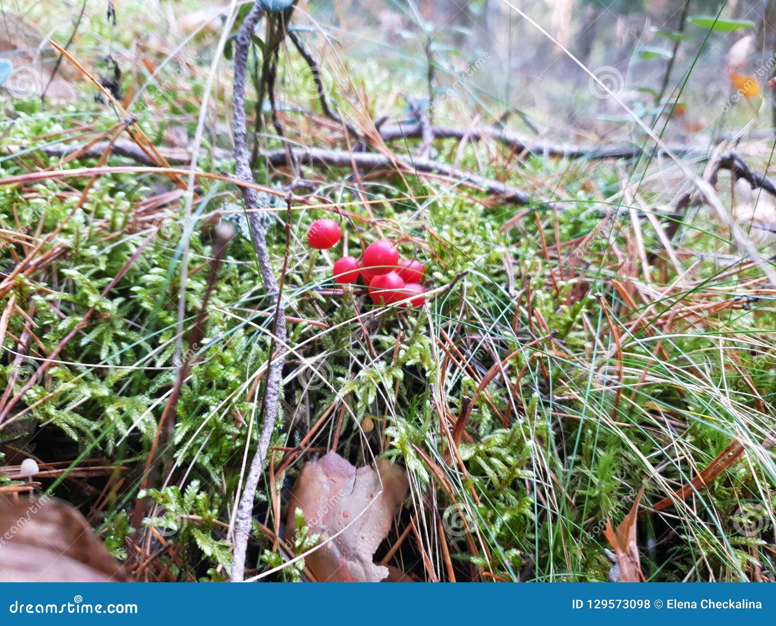 Moss and berry stock photo. Image of beautiful, berry - 129573098