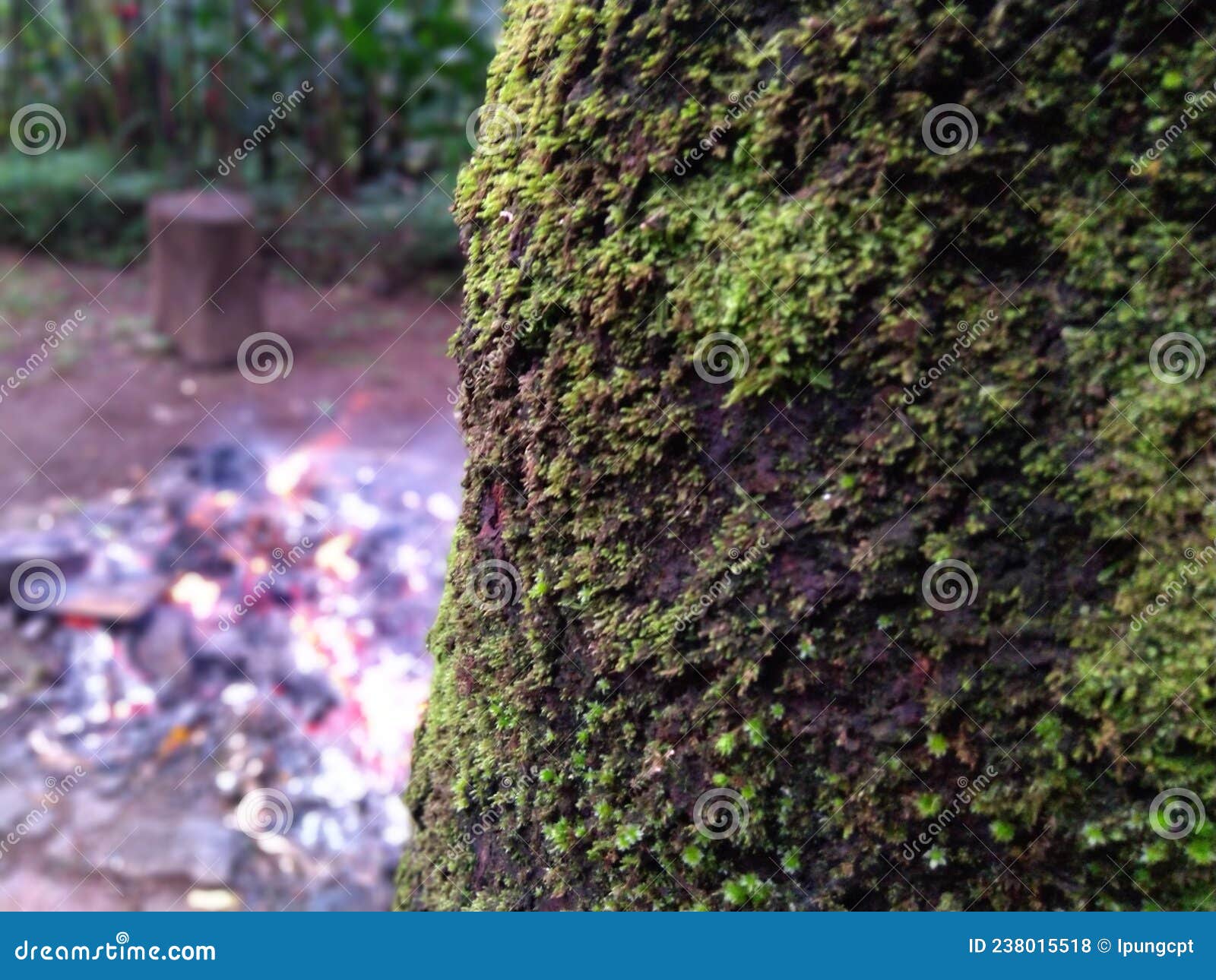 Moss big tree stock photo. Image of moss, branch, nature - 238015518