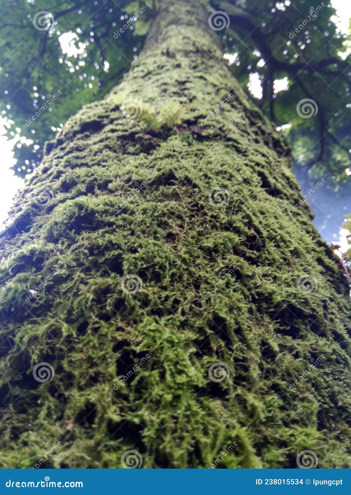 Moss a big tree stock photo. Image of tree, leaf, woodland - 238015534