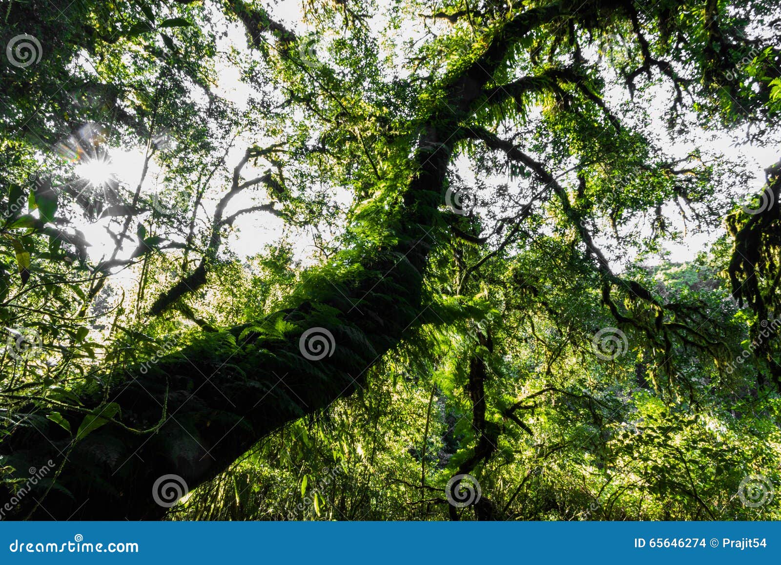 Moss on big tree stock photo. Image of stem, large, natural - 65646274