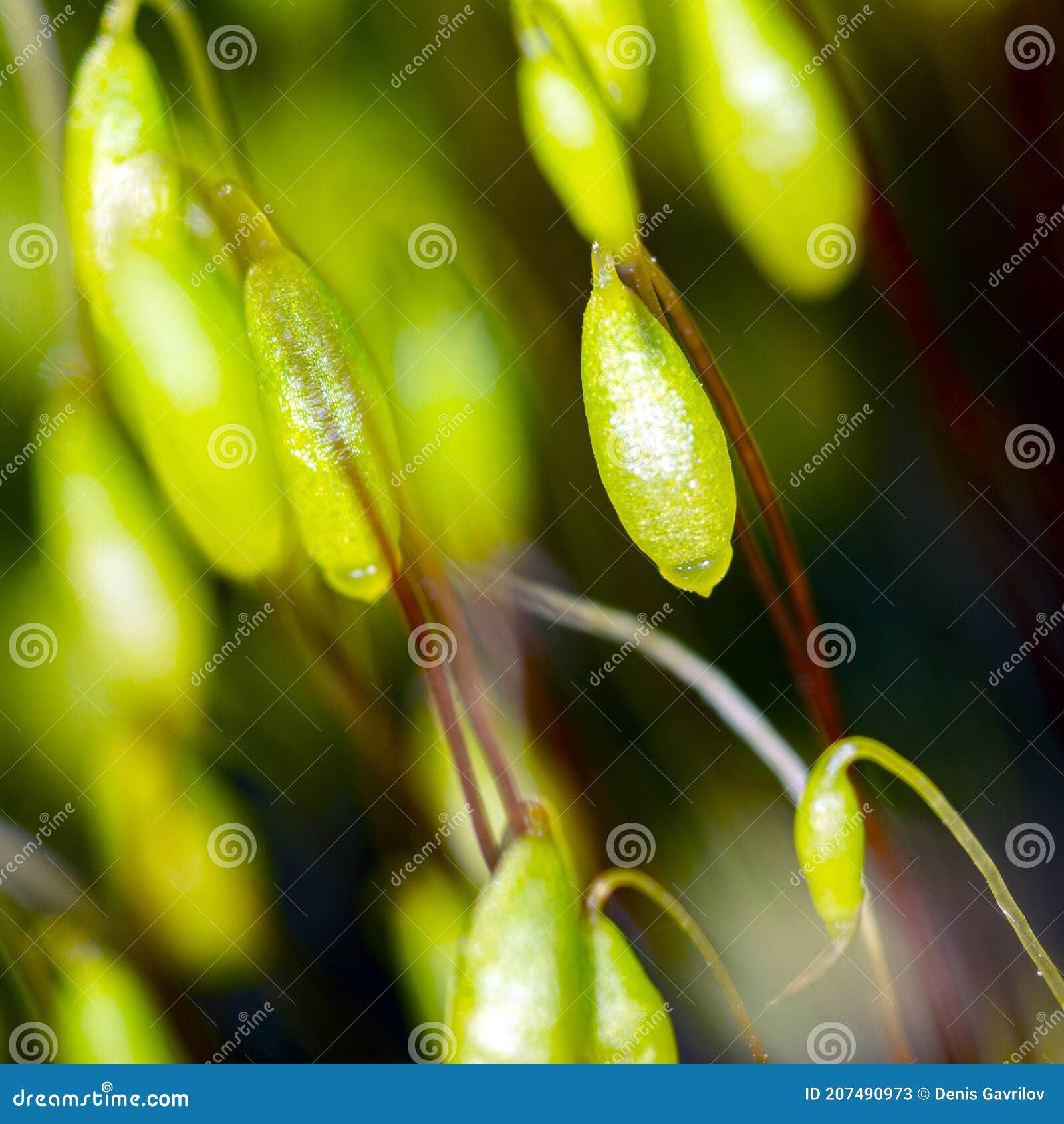 Moss bloom stock image. Image of moss, plant, bright - 207490973