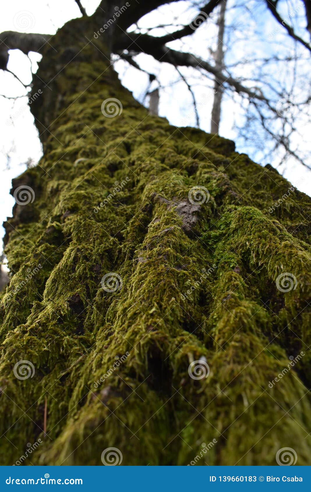 Moss on the bole of a tree stock image. Image of trees - 139660183