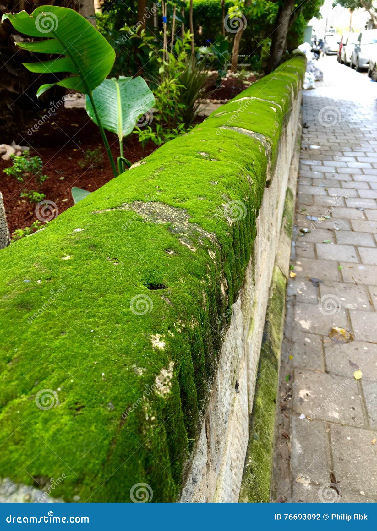 Moss border, street stock photo. Image of green, street - 76693092