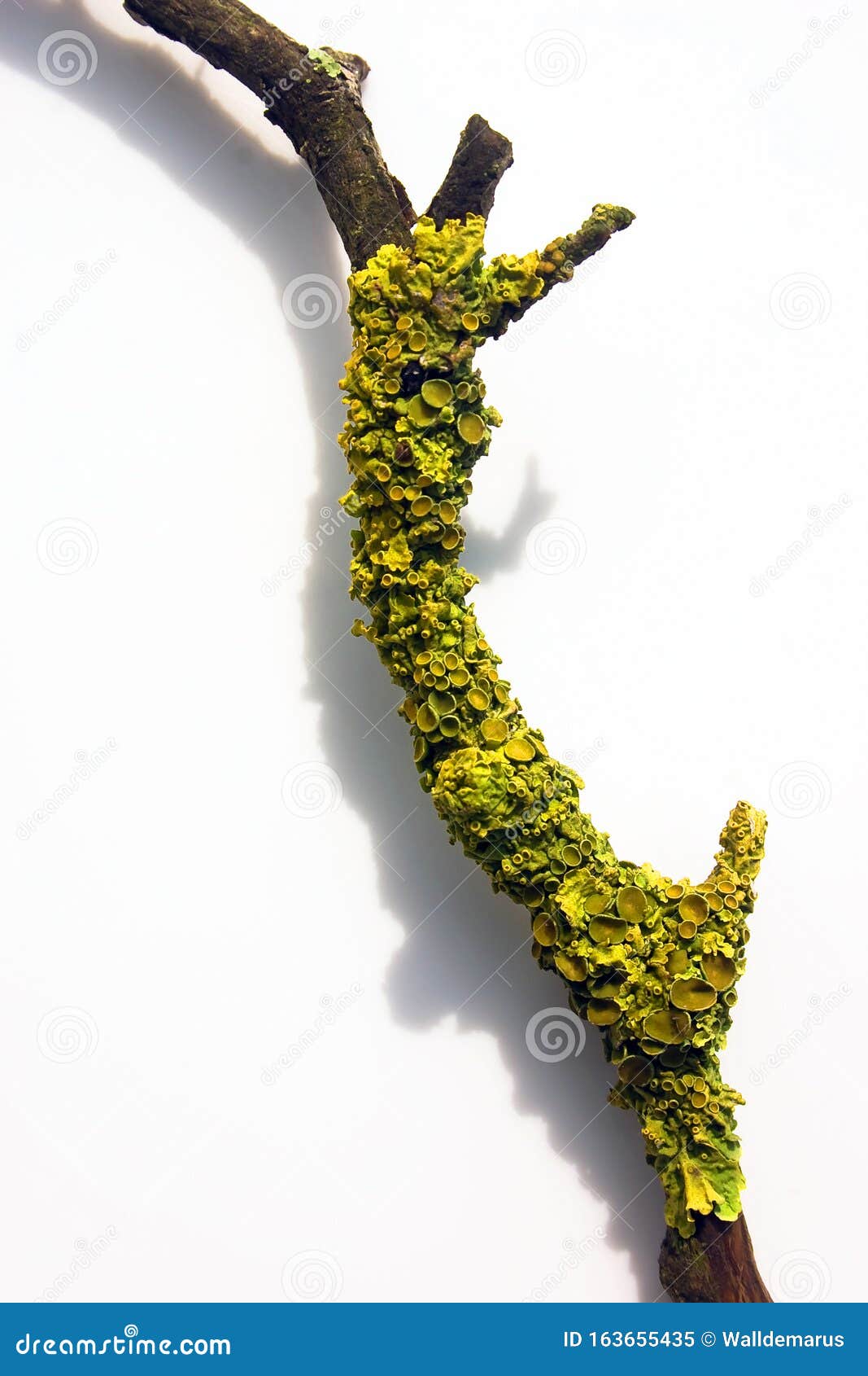 Moss on a branch stock image. Image of nature, green - 163655435