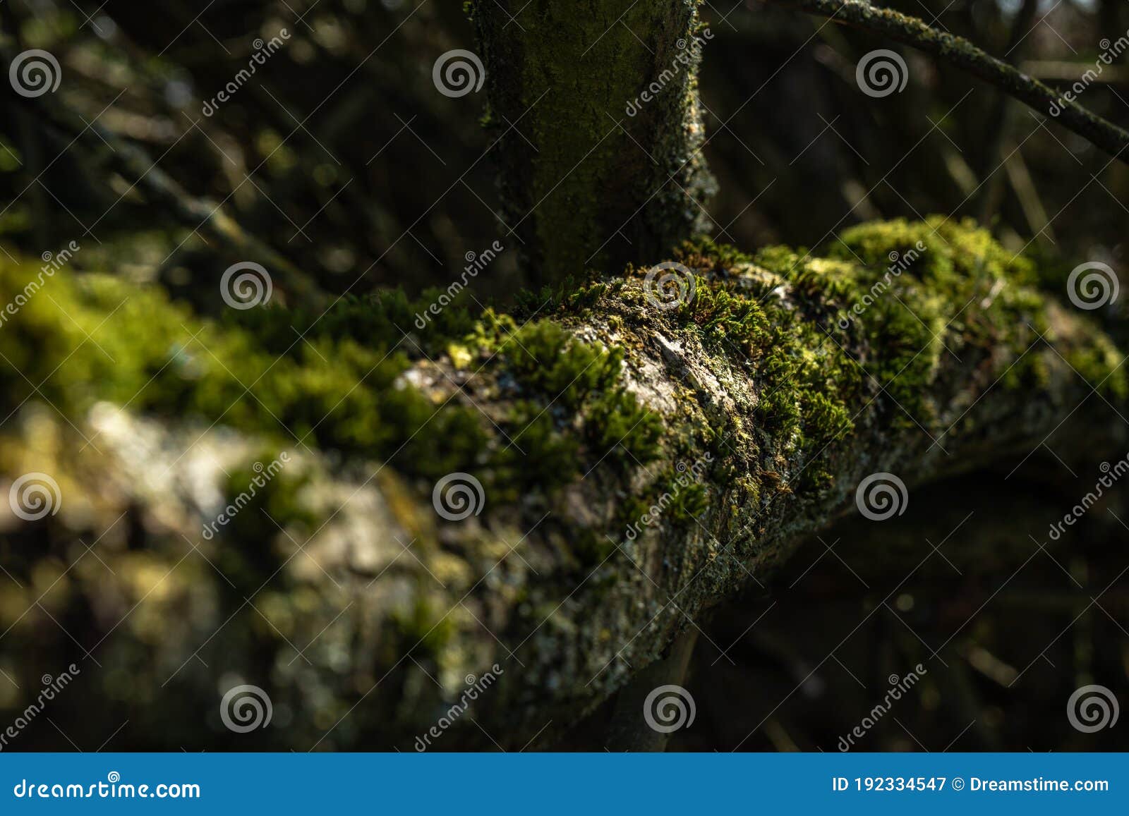 Moss on Branch in Early Spring Stock Image - Image of outdoor, fall ...