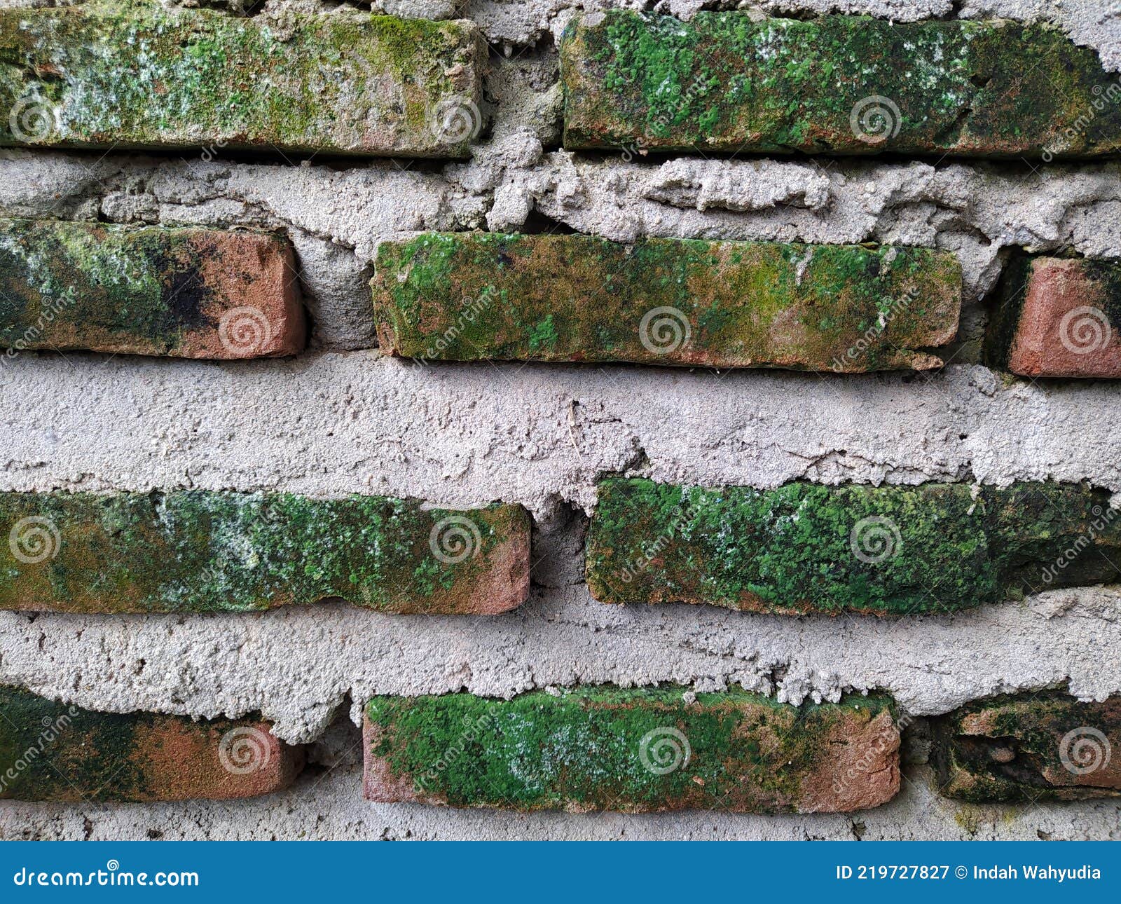 Moss on the brick wall stock image. Image of stonewall - 219727827