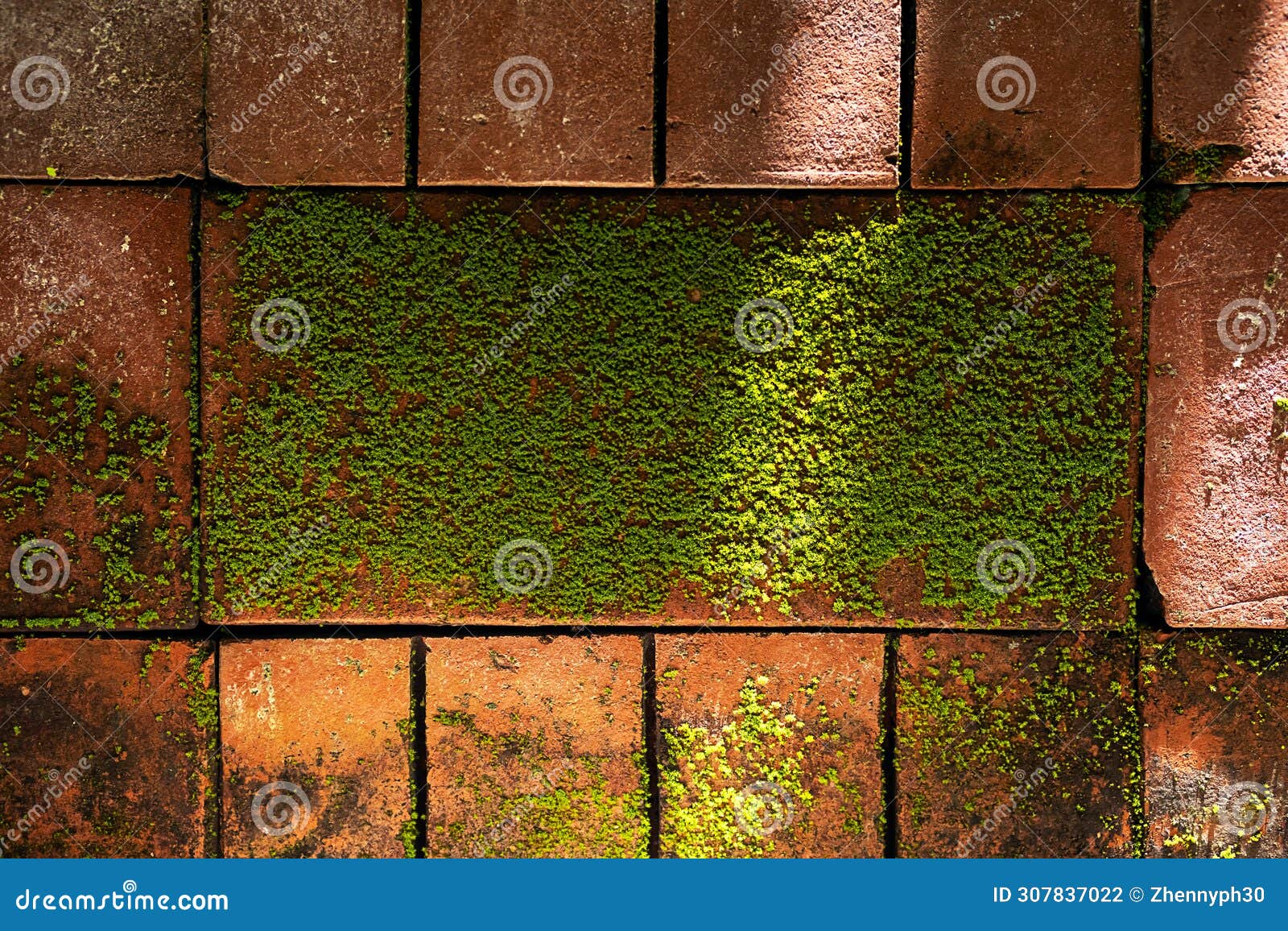 Moss on Brick Wall in Sunlight. Mossy Bricks Backgrounds Stock Photo ...