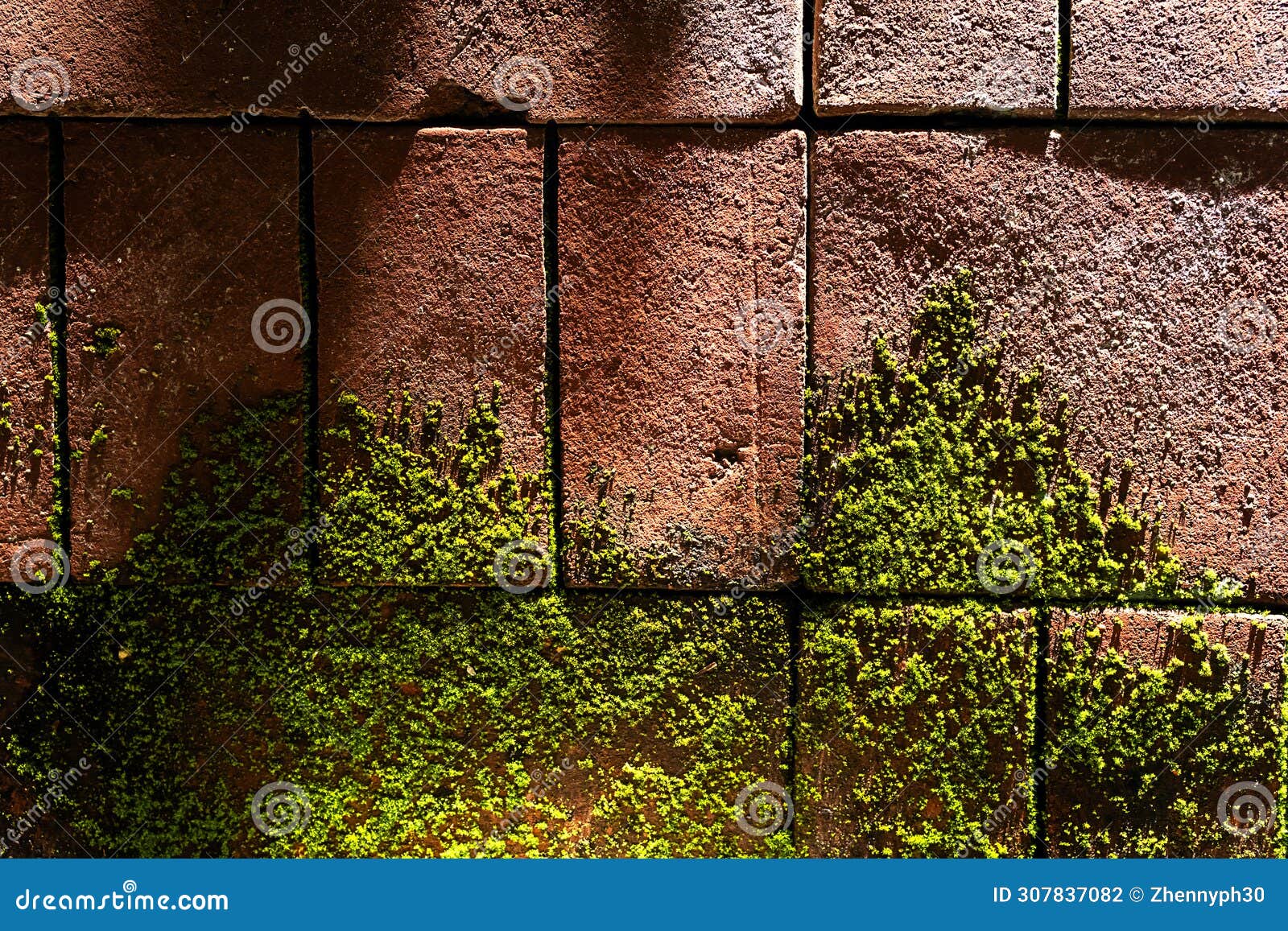 Moss on Brick Wall in Sunlight. Mossy Bricks Backgrounds Stock Photo ...