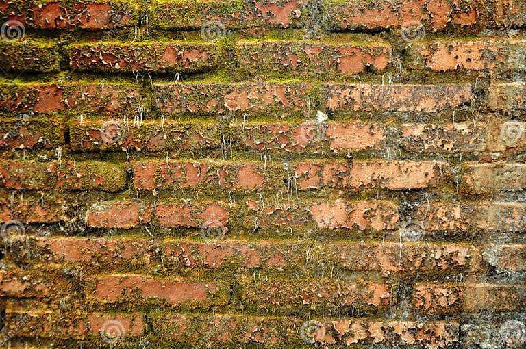 Moss Brick Wall Texture Grunge Abstract & Backgrounds Stock Image ...