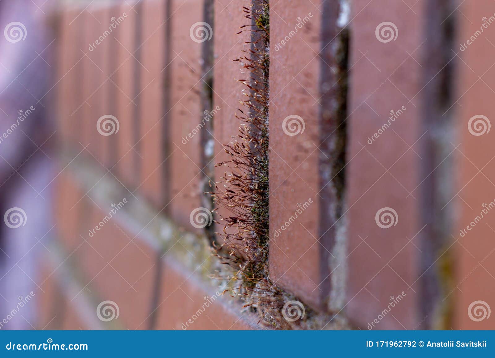 Moss among the Bricks of the Building Stock Photo - Image of road ...