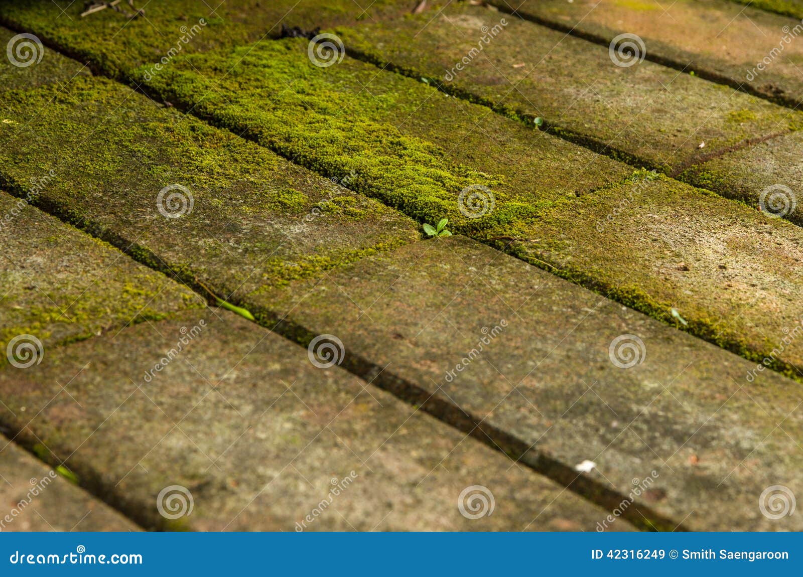 Moss on the bricks stock image. Image of grass, surface - 42316249