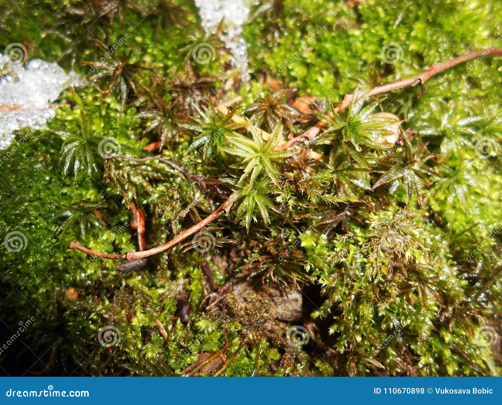 Moss Bryophyta foto de archivo. Imagen de fresco, fondo - 110670898