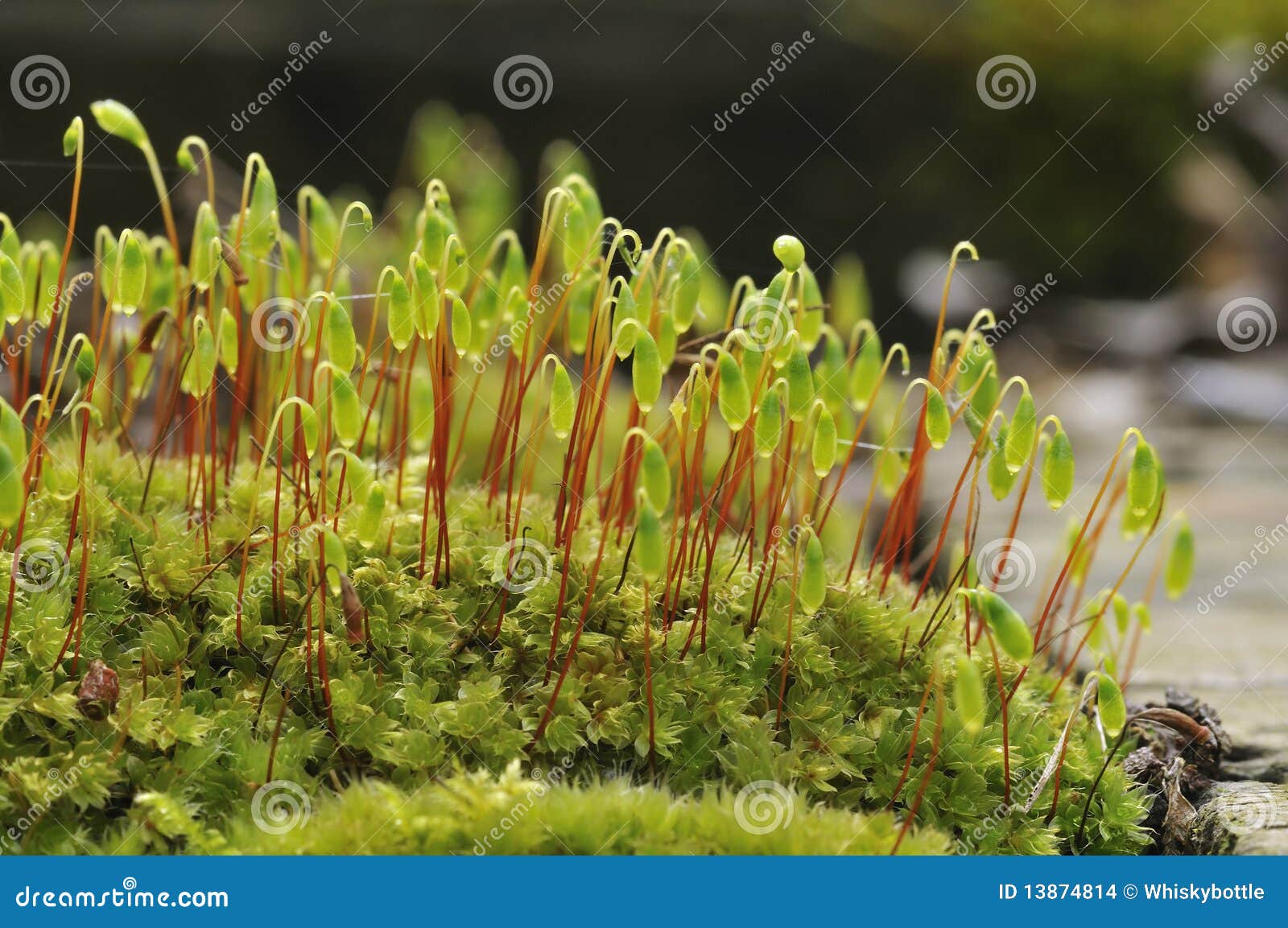 Moss - Bryum Capillare stock photo. Image of pods, woods - 13874814