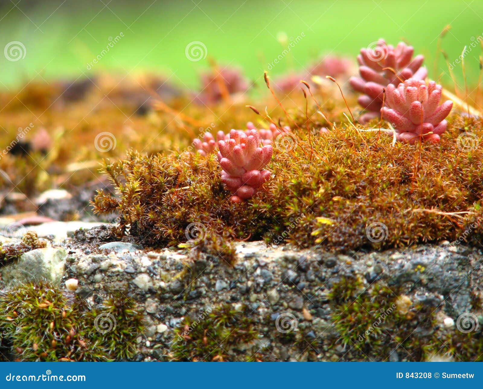 Moss and Cactus Growing Together Stock Photo - Image of plants, moss ...