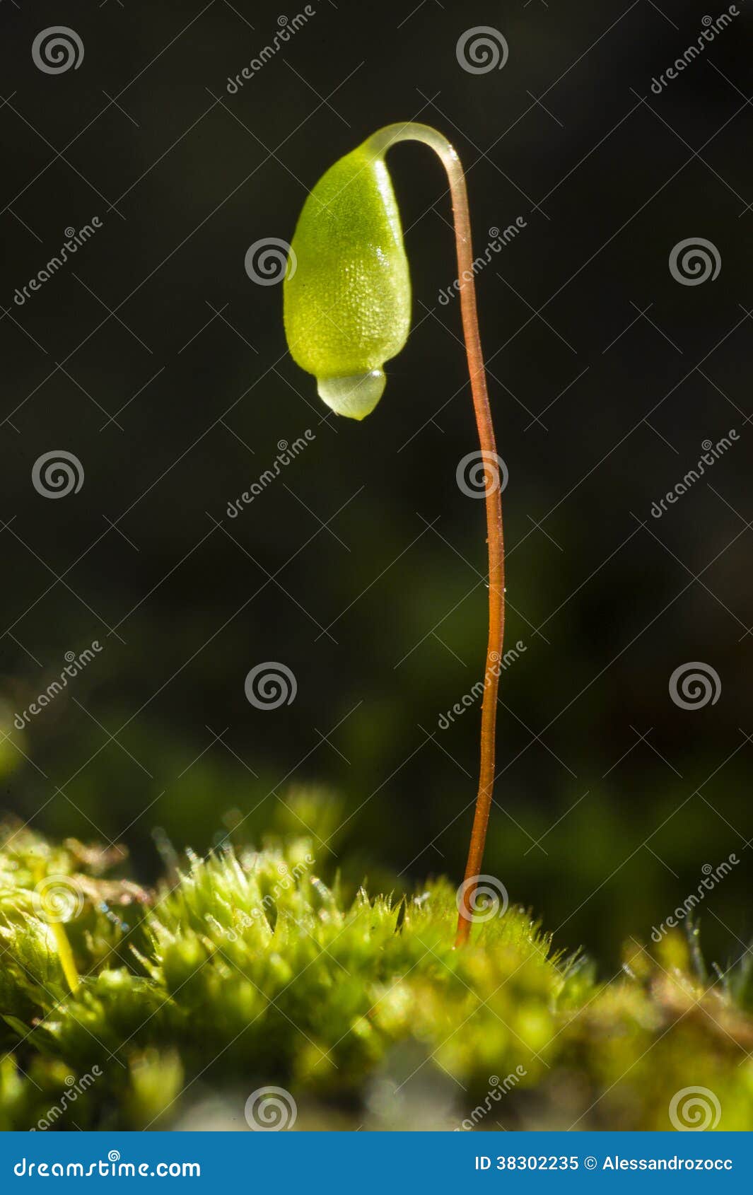 Moss cap stock image. Image of green, closeup, season - 38302235