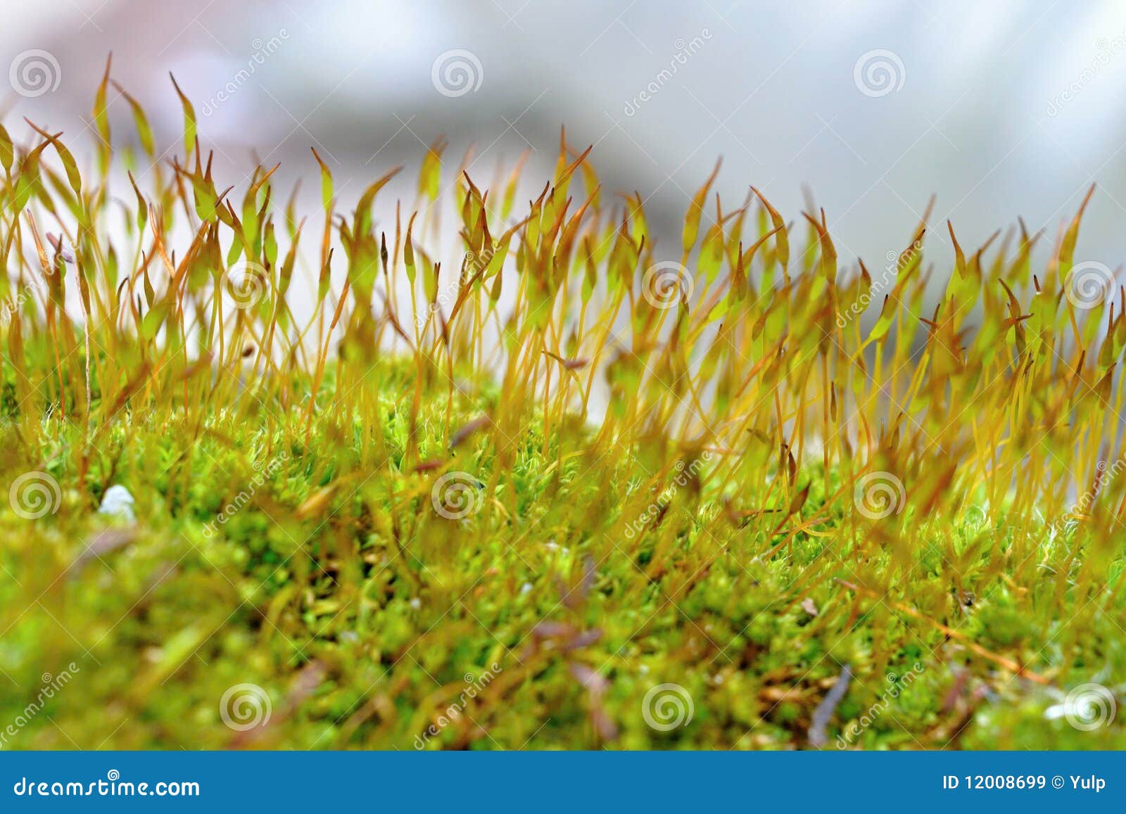 Moss capsules. stock image. Image of vegetation, detail - 12008699