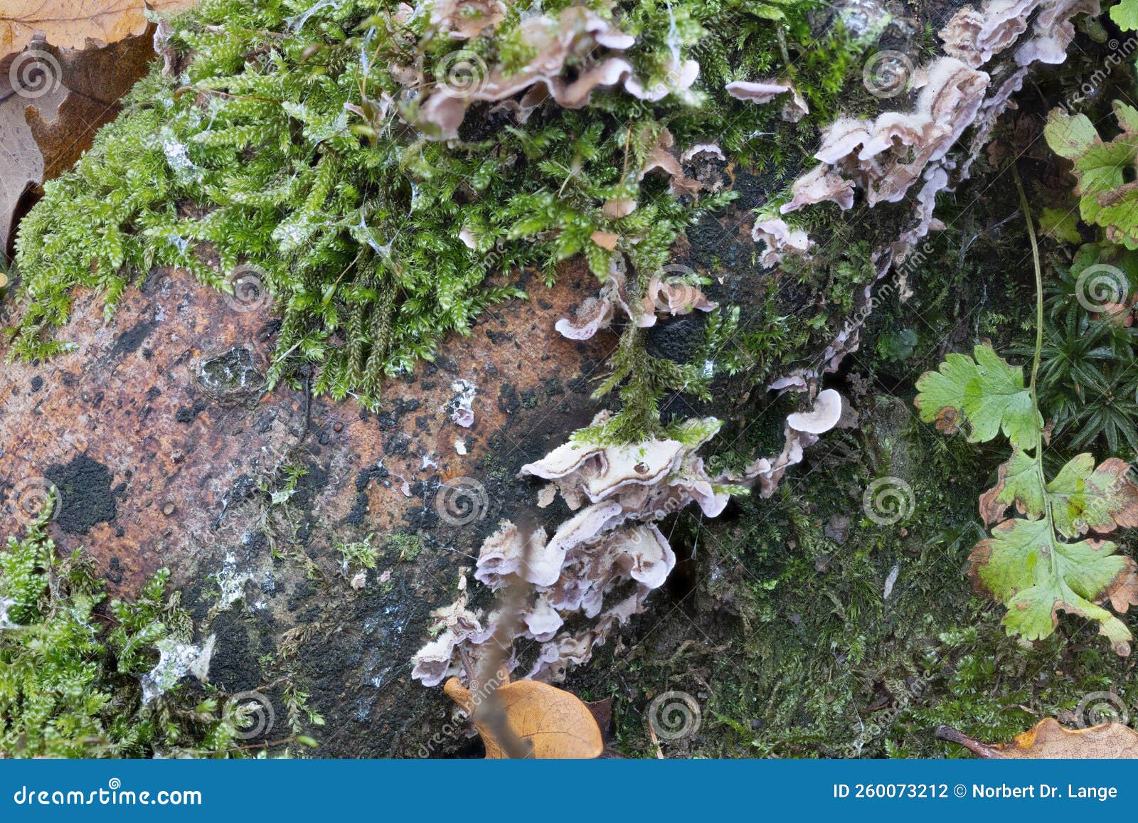 Moss carpet in damp stock photo. Image of nature, damp - 260073212