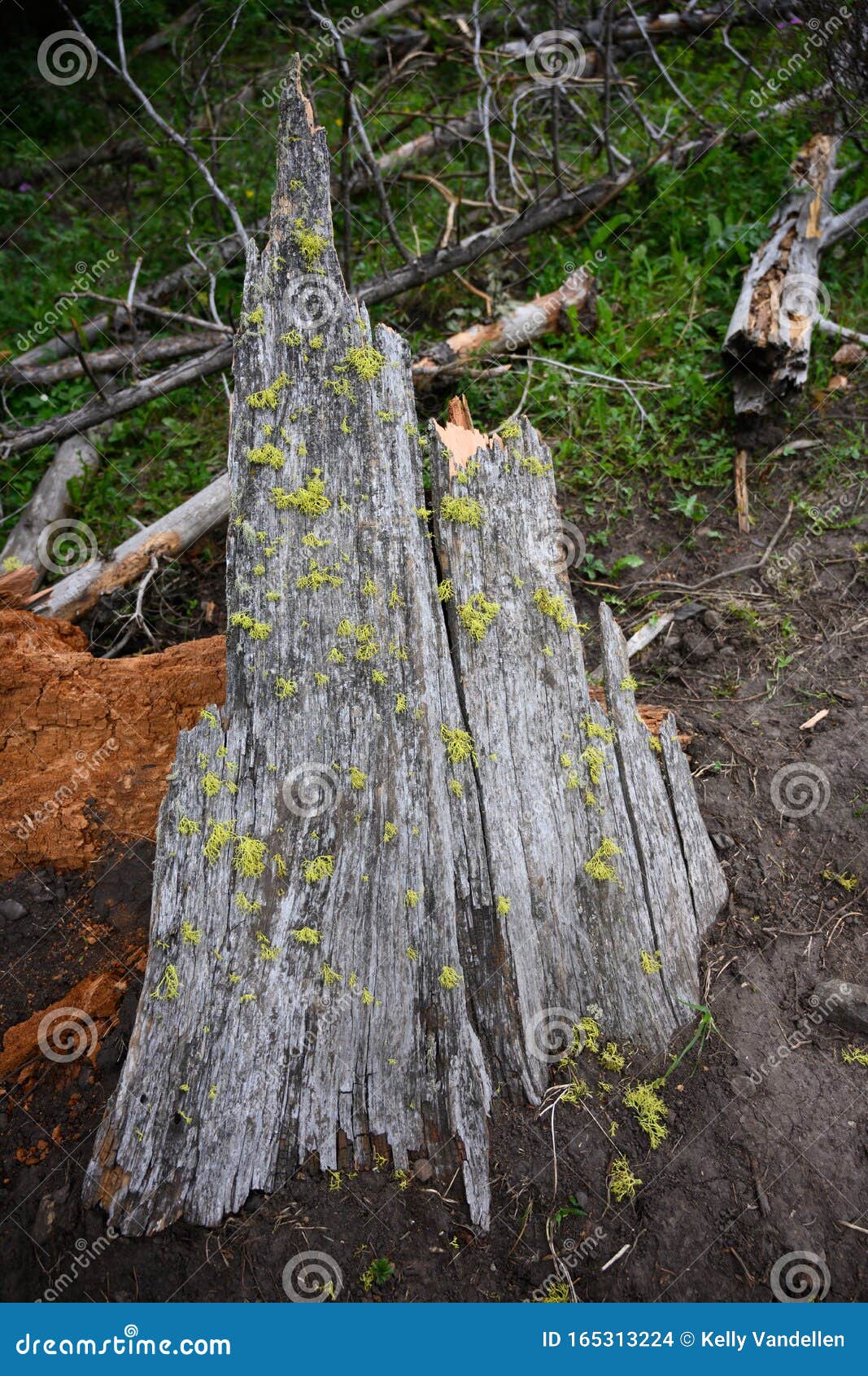 Moss Chunks Grow on Fallen Tree Bark Stock Photo - Image of teton ...