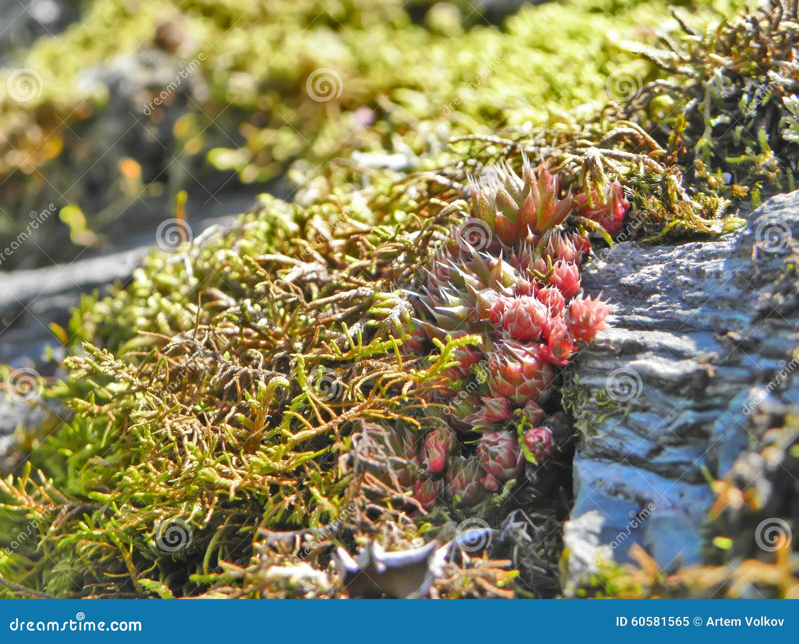 Moss and Cleft Sprouts in Summer Forest Close Up Stock Image - Image of ...