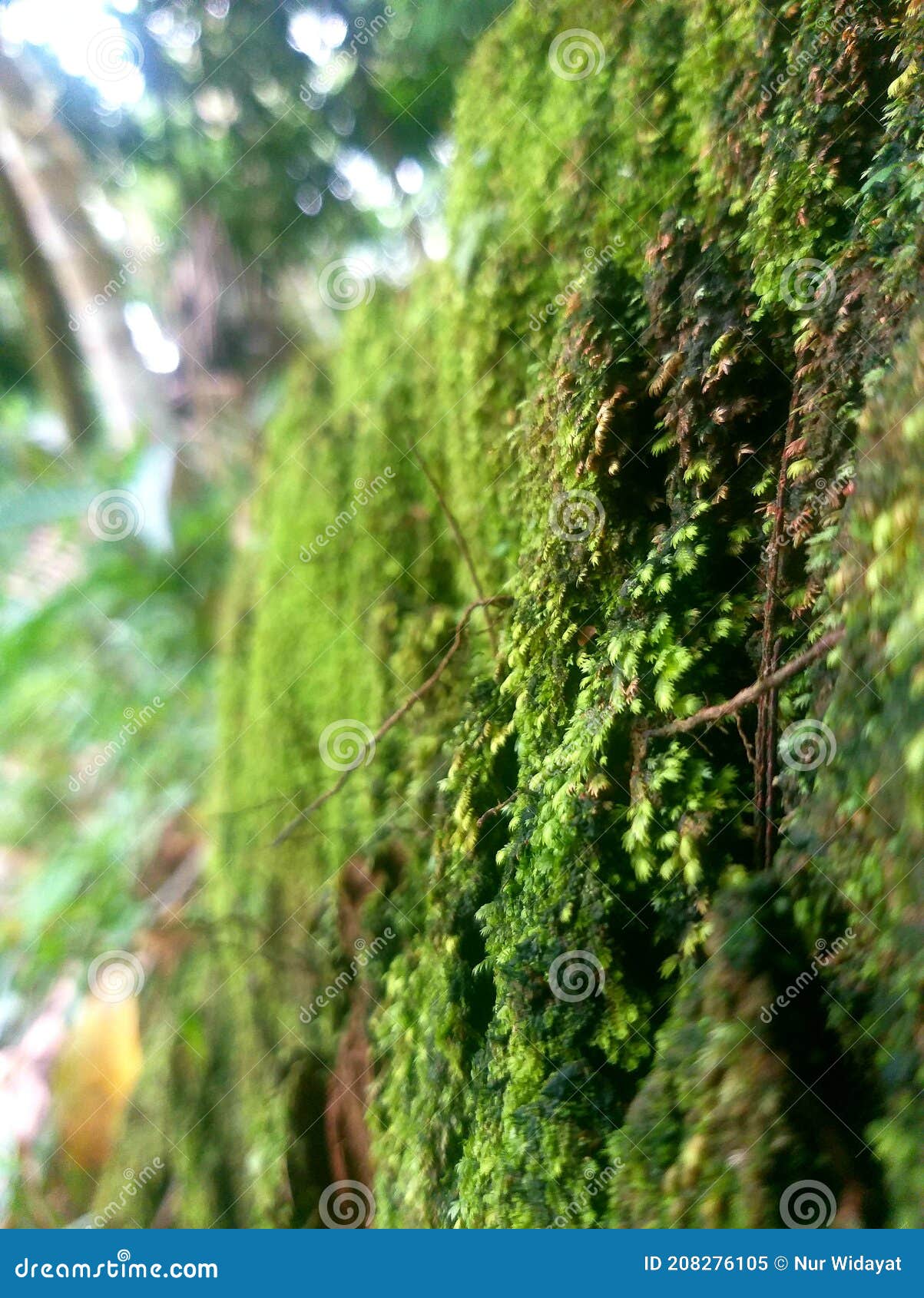 The moss on the cliffs stock image. Image of cliffs - 208276105