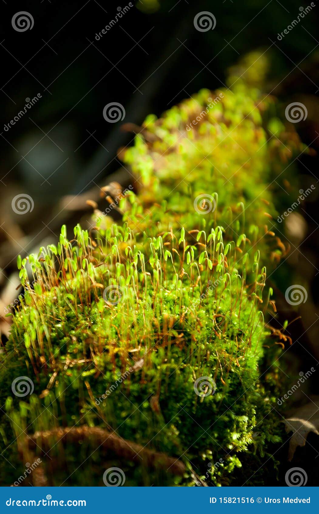 Moss close up stock photo. Image of environment, commune - 15821516