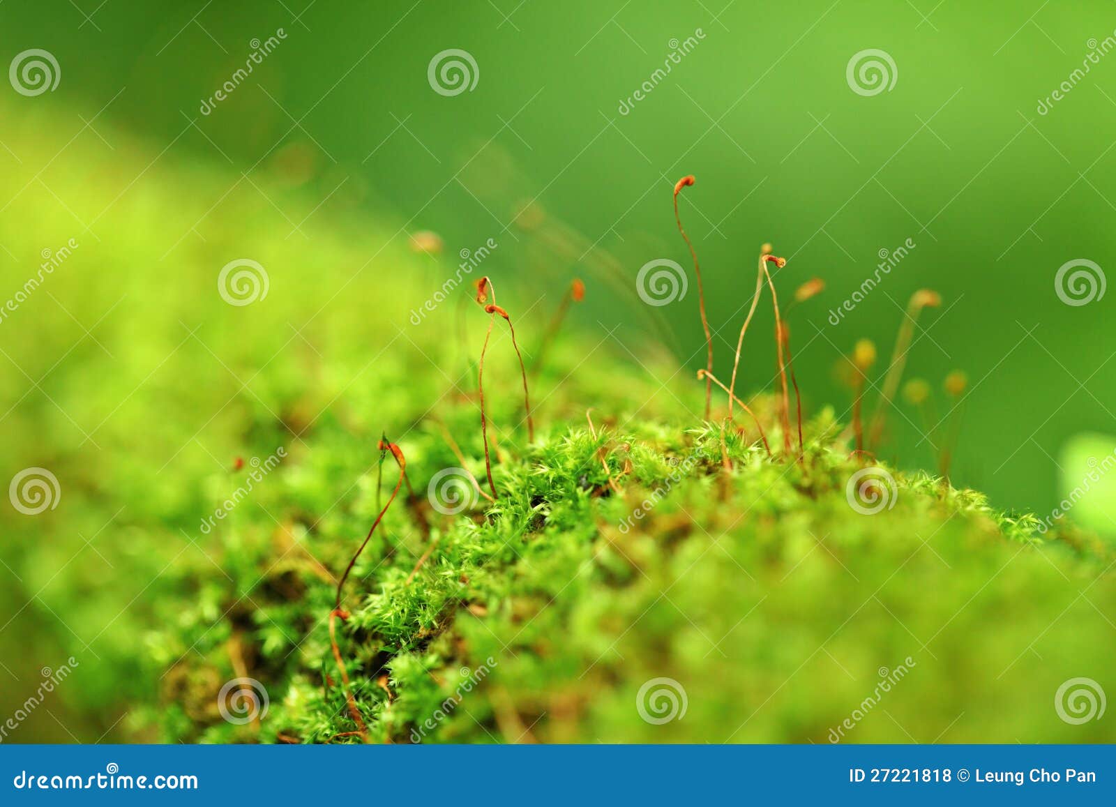 Moss close up stock photo. Image of extreme, scene, solitude - 27221818