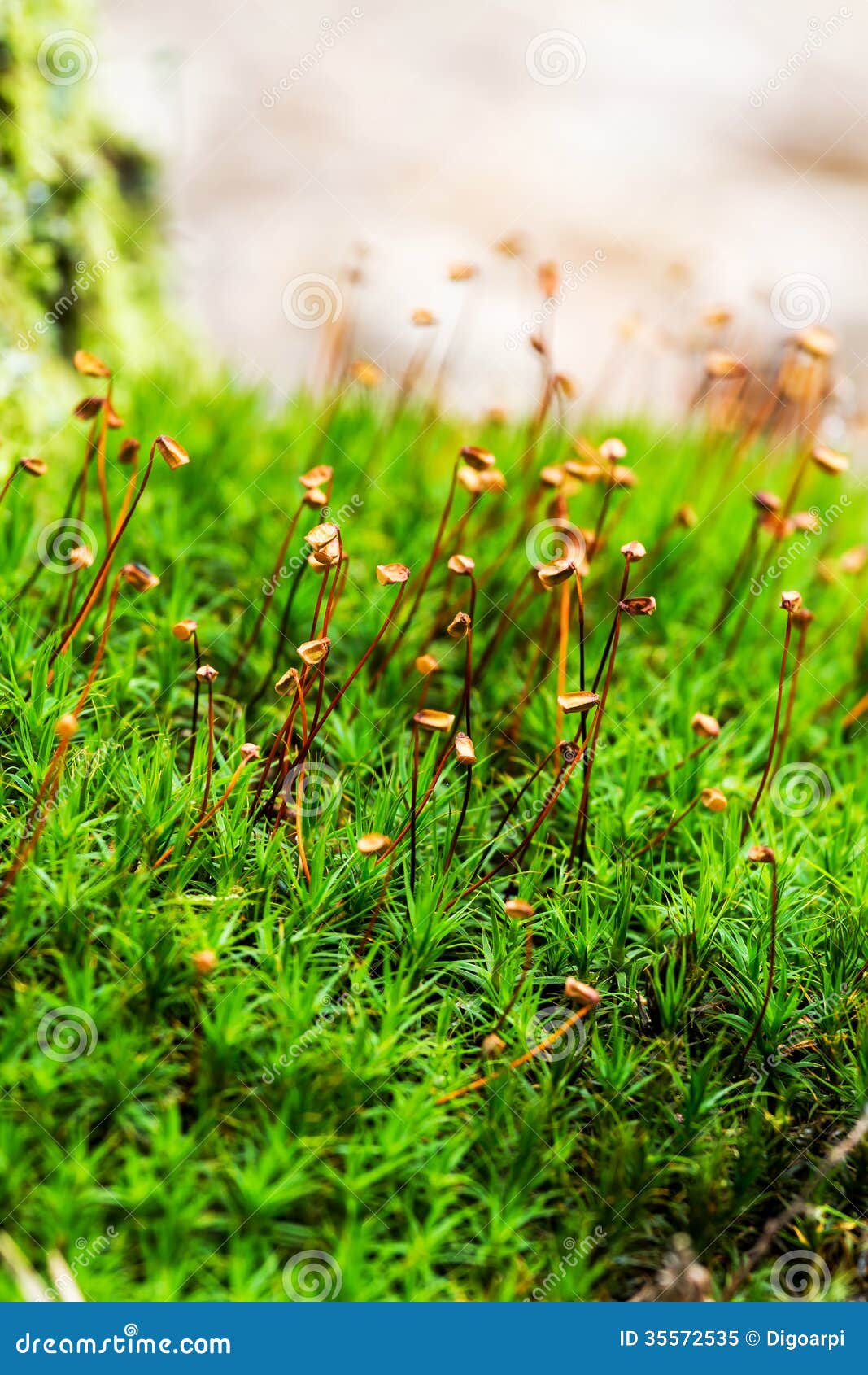 Moss stock image. Image of plant, damp, forest, environment - 35572535
