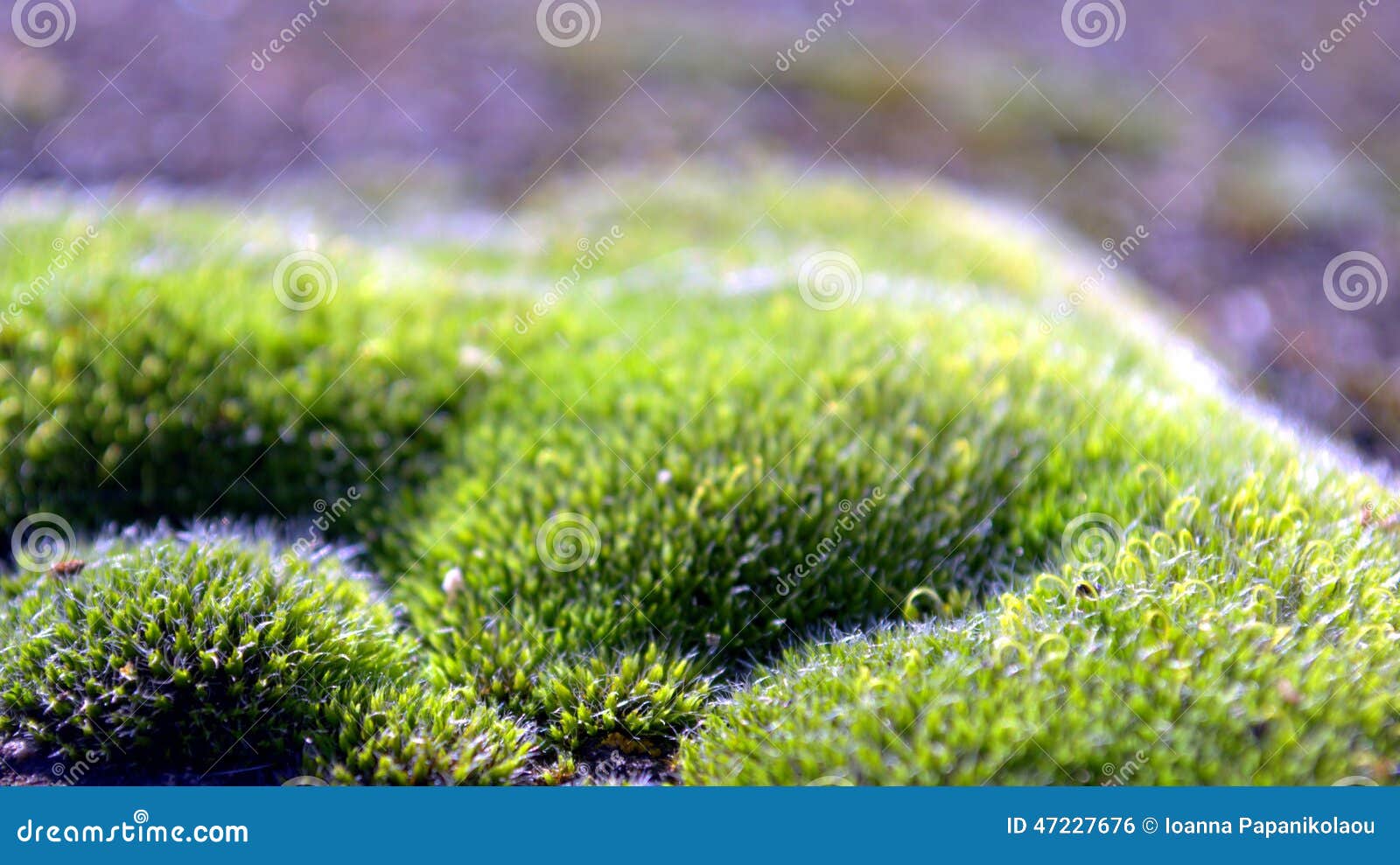 Moss close-up stock photo. Image of detail, forest, moss - 47227676