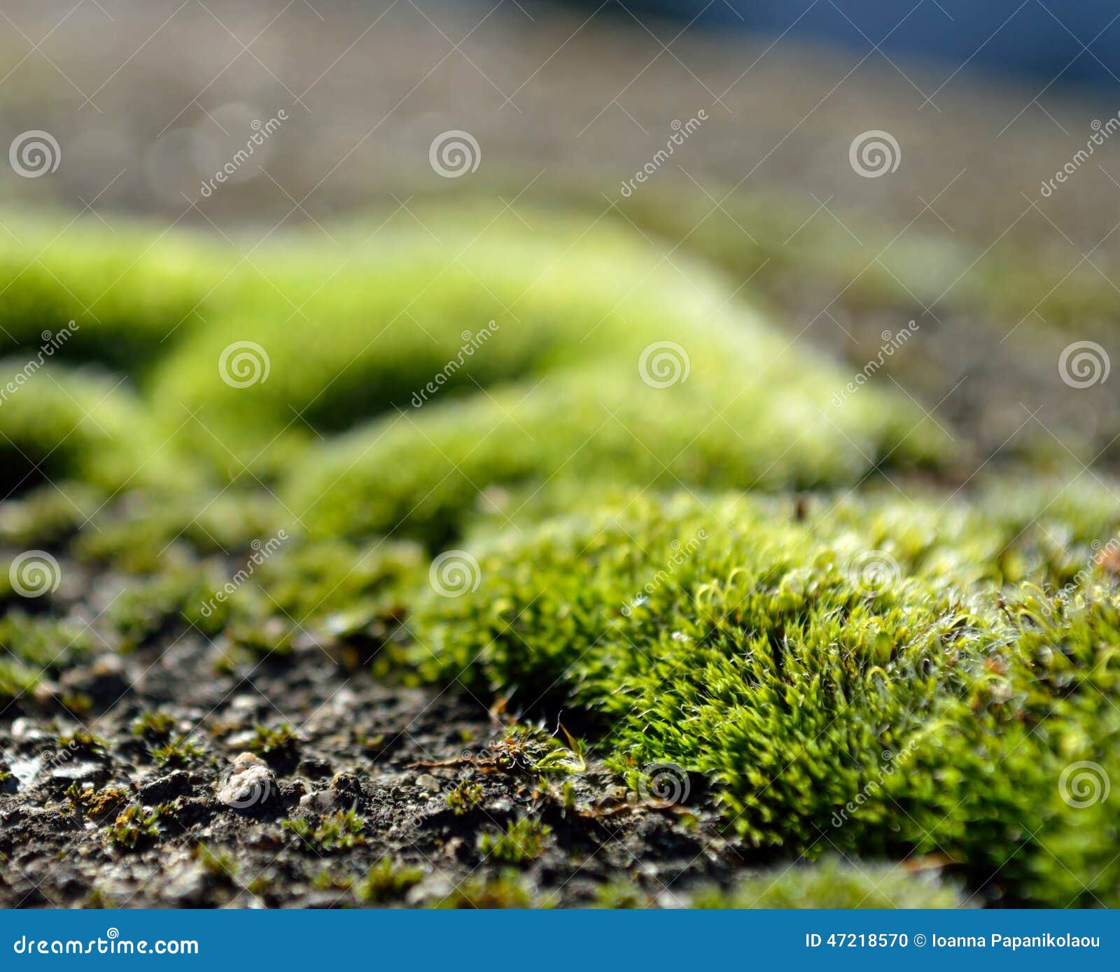 Moss close-up stock photo. Image of marsh, nature, forest - 47218570