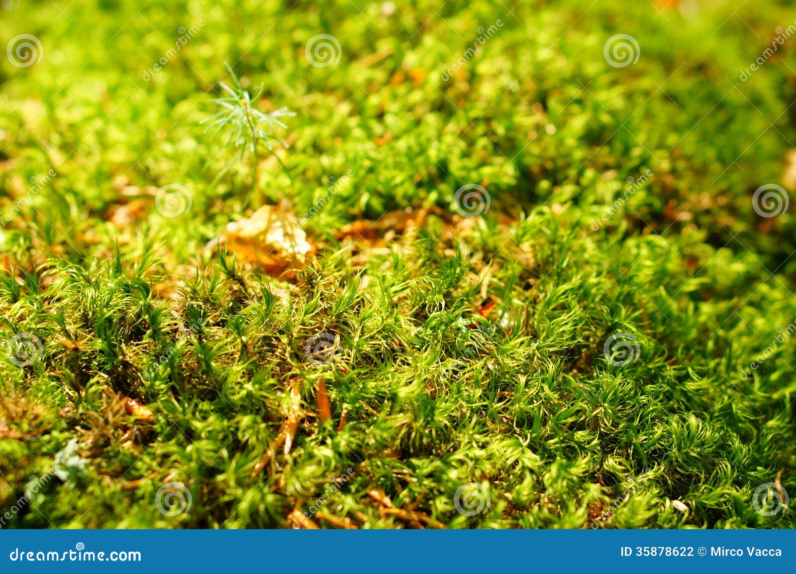Moss close-up stock photo. Image of closeup, details - 35878622
