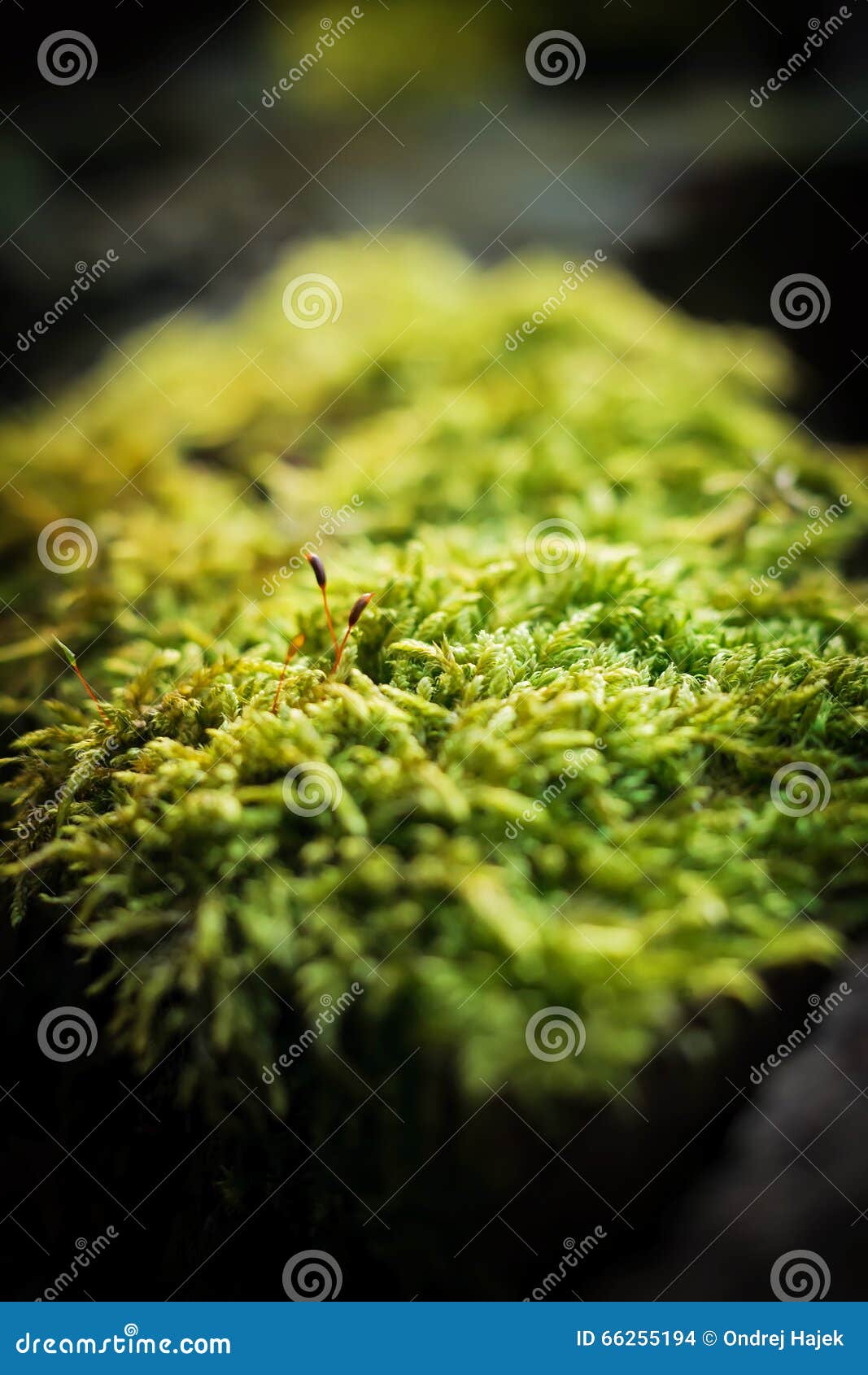 Moss stock photo. Image of stump, moss, leaf, outdoors - 66255194